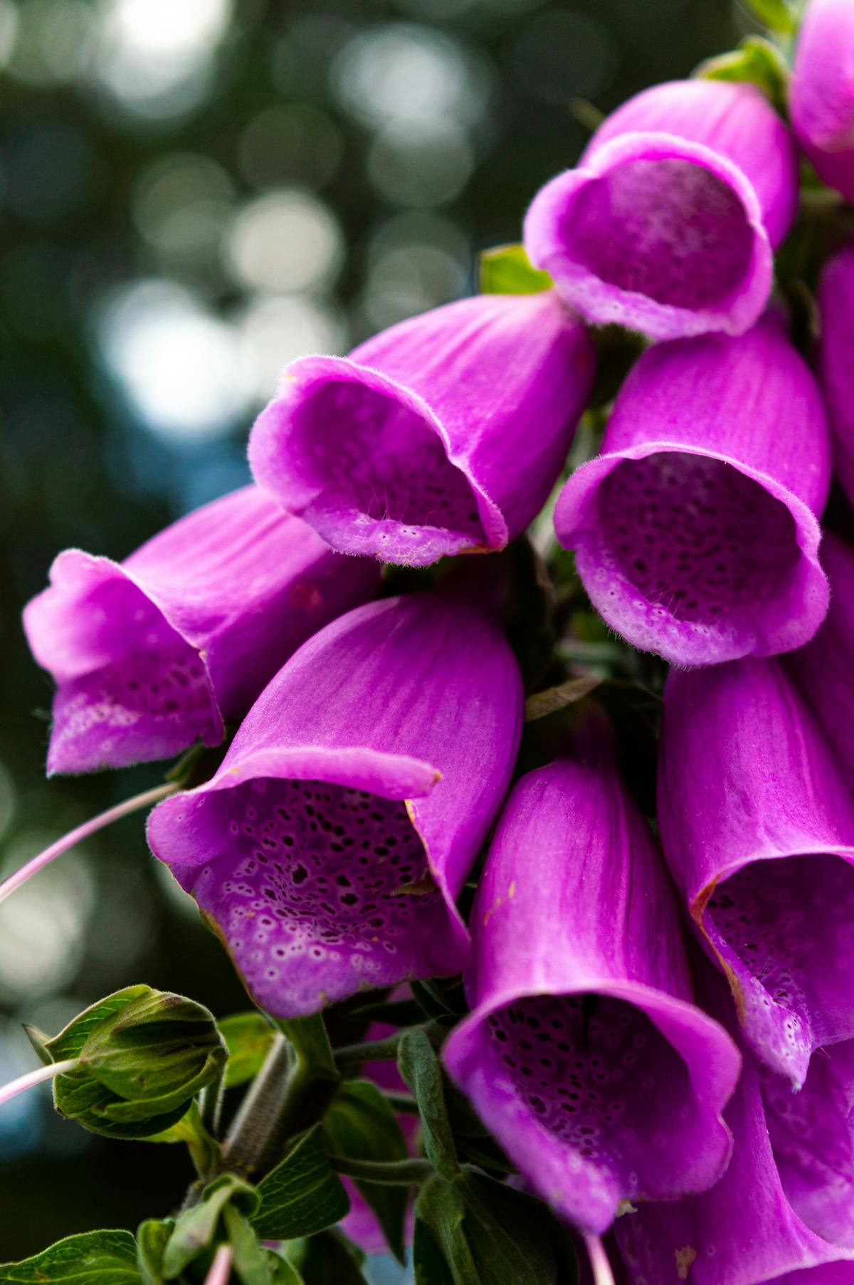 Plant Background Photos, Download The BEST Free Plant Background Stock ...