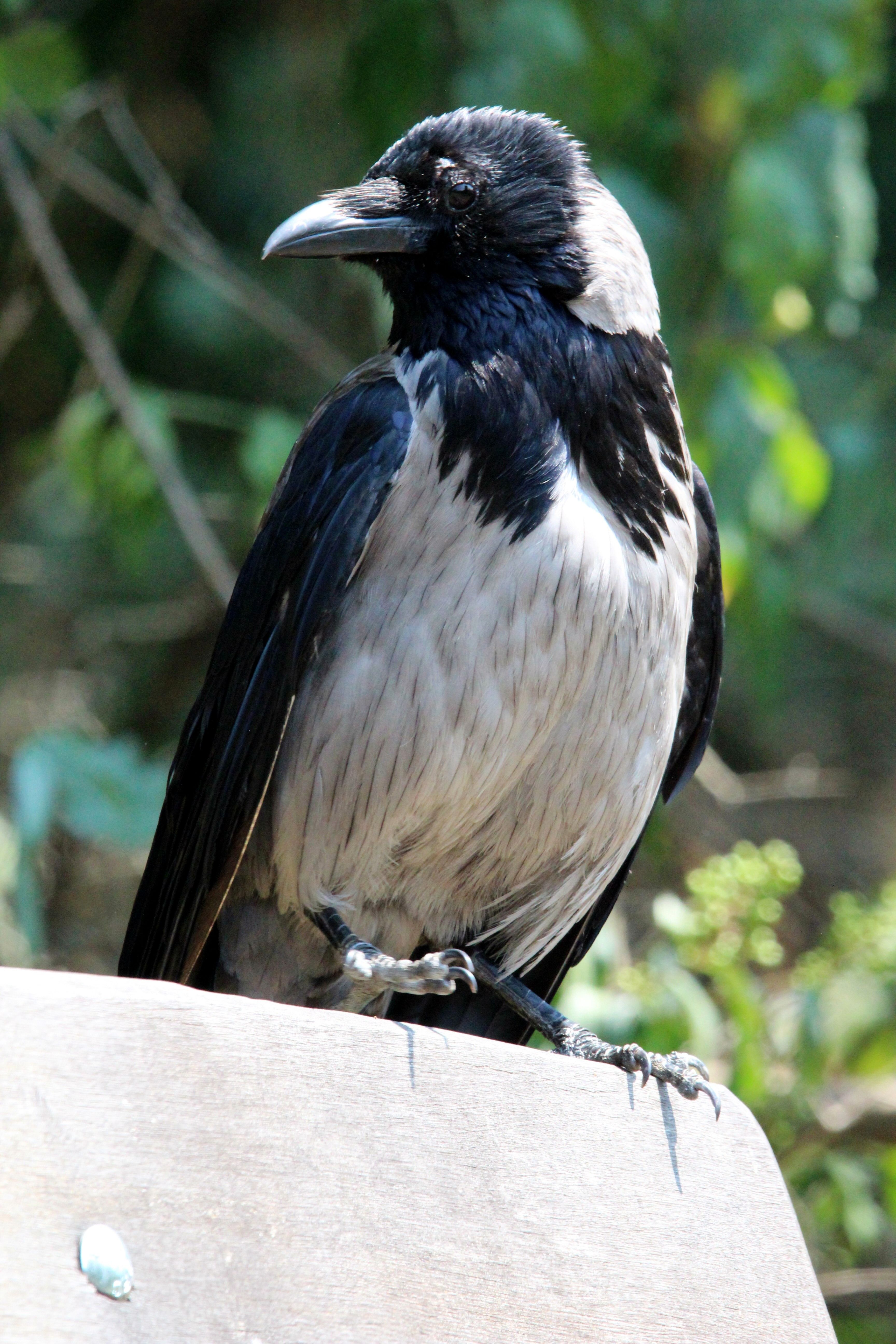 Close-up of a Hooded Crow in Vienna Park · Free Stock Photo