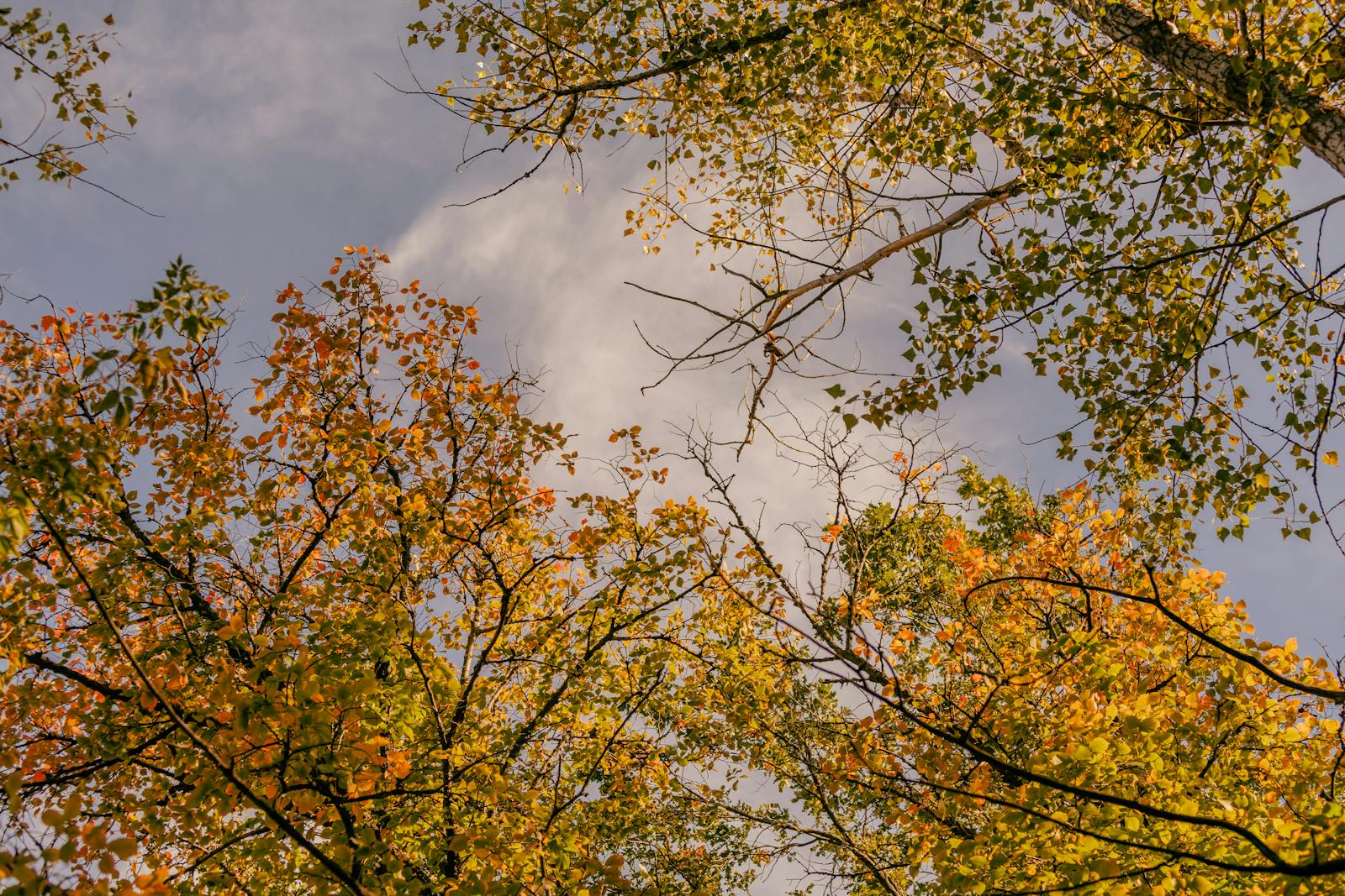 Cutecore Background Photos, Download The BEST Free Cutecore Background ...