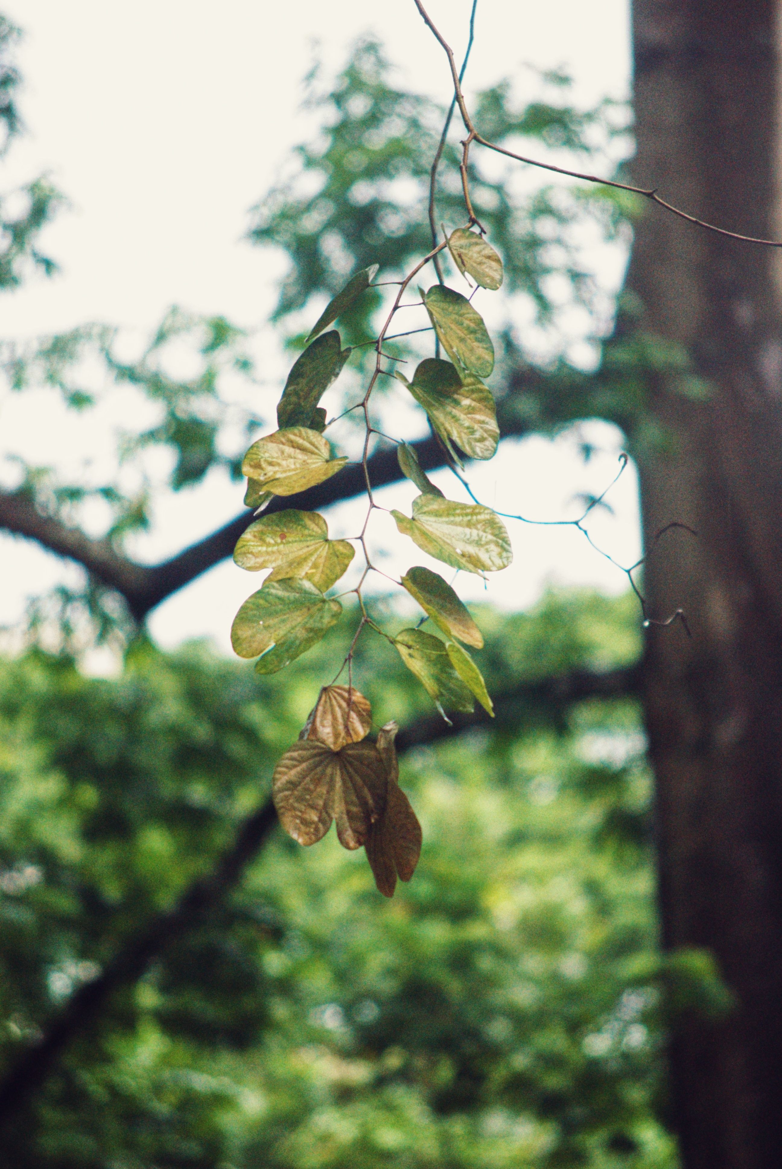 Hanging Leaves in Lush Green Forest · Free Stock Photo