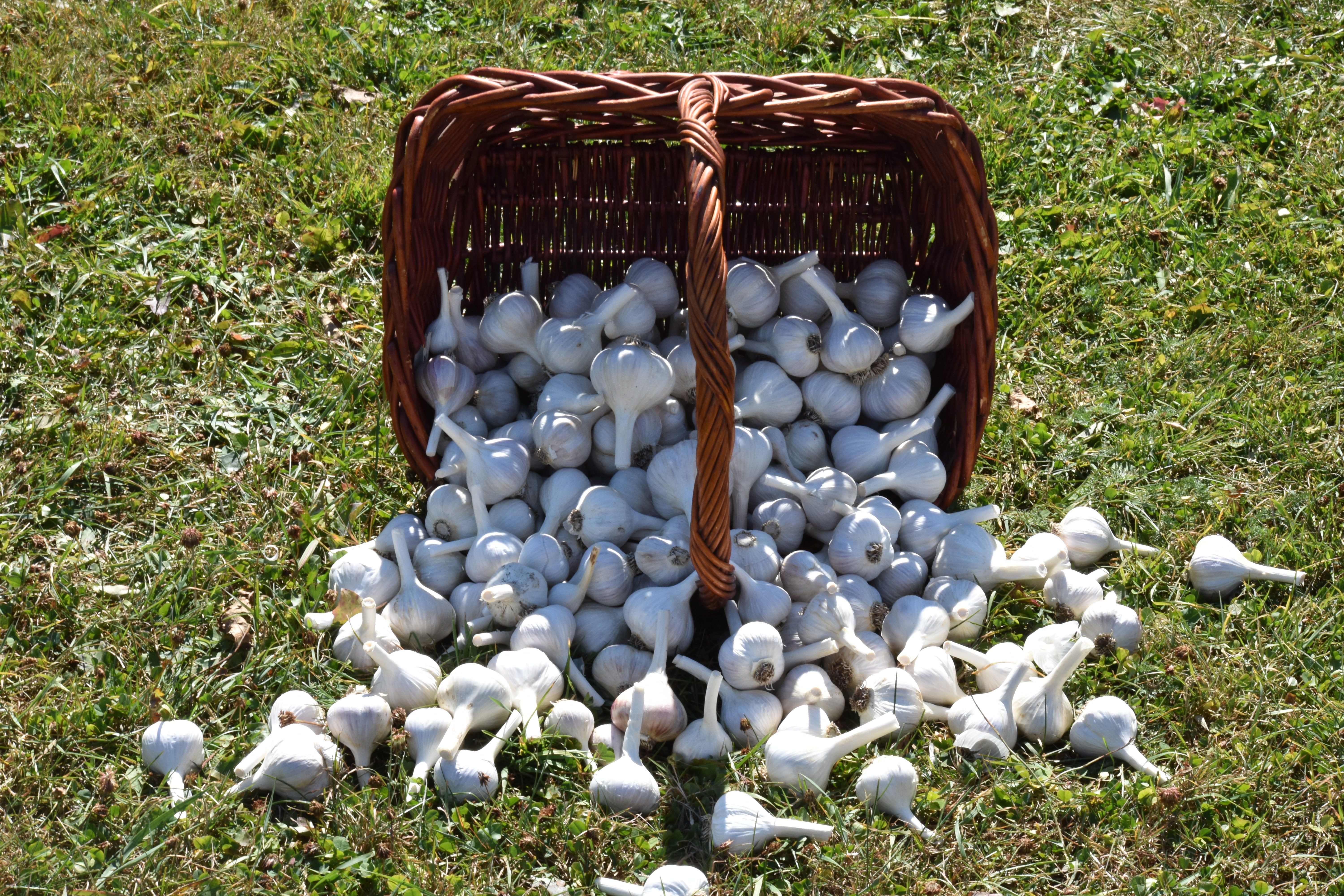 Fresh Garlic Bulbs Spilling from a Basket Outdoors · Free Stock Photo
