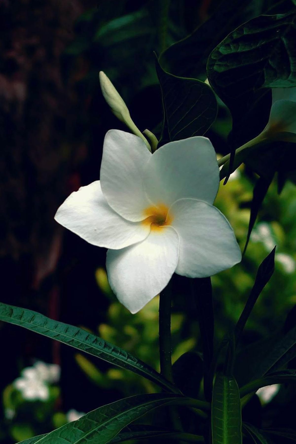 Fragrant Flower Blooms With Dignity Wallpaper Photos, Download The BEST ...