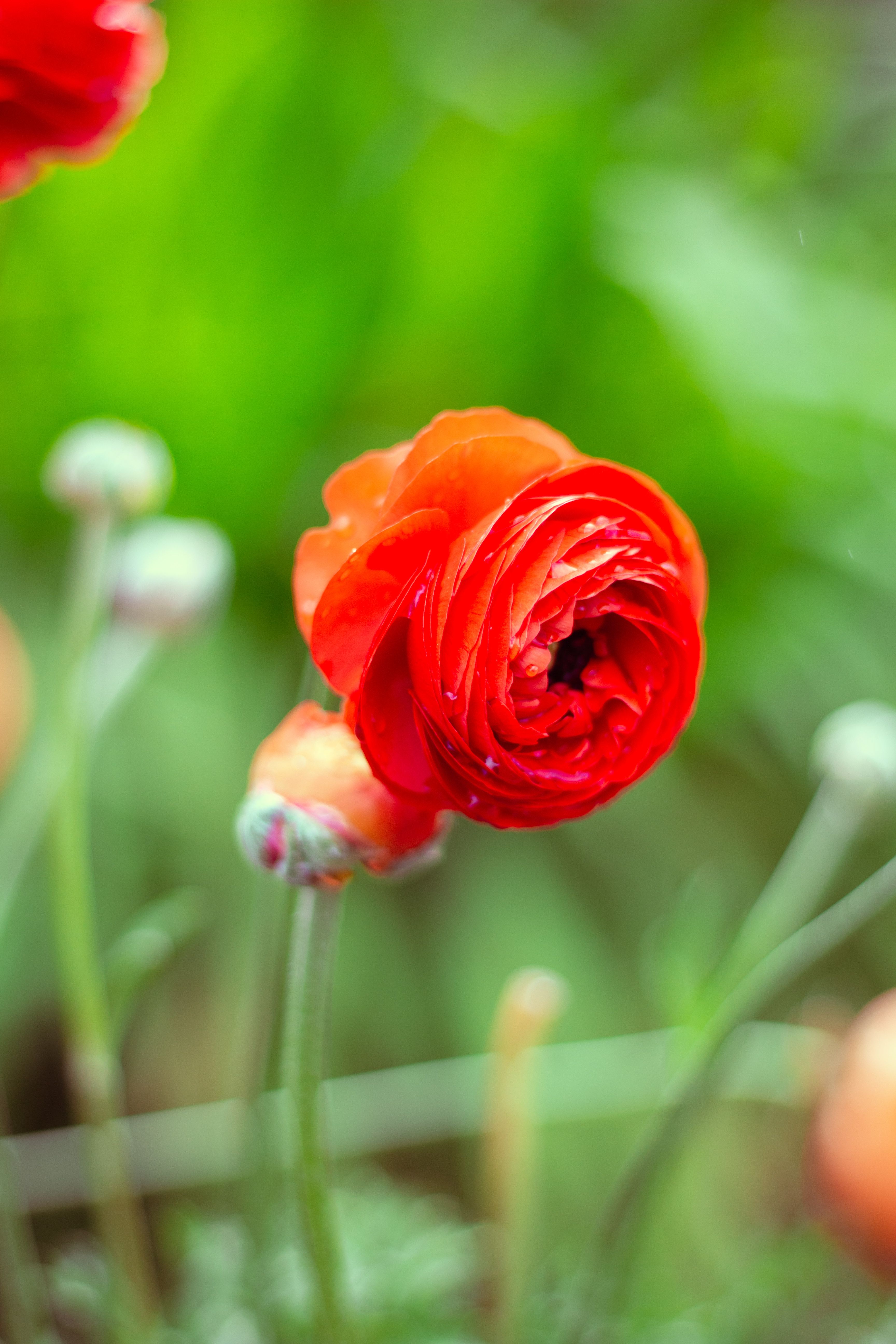 Vibrant Red Ranunculus Flower in Full Bloom · Free Stock Photo