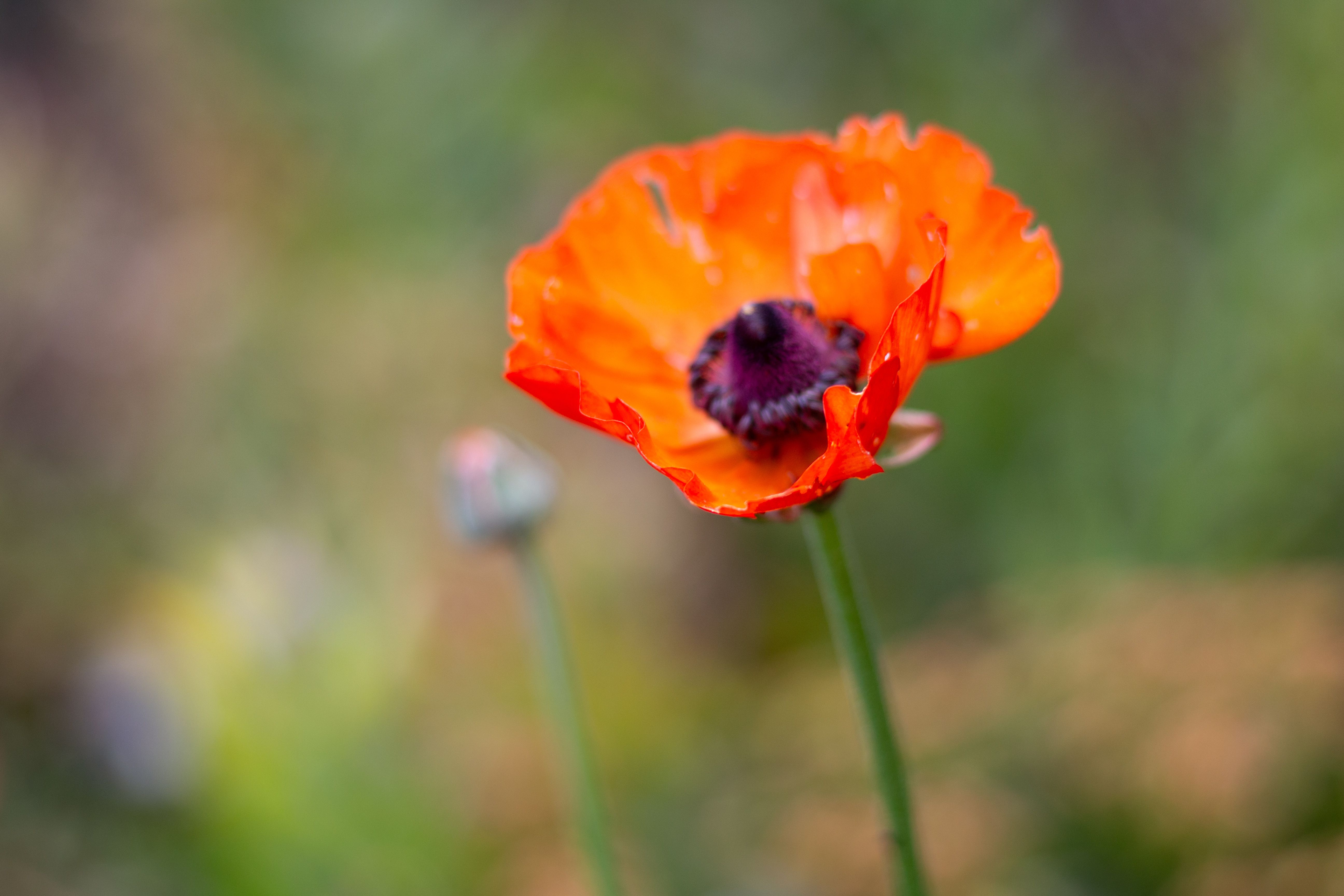 Selective Focus Photography of Orange Petaled Flower · Free Stock Photo