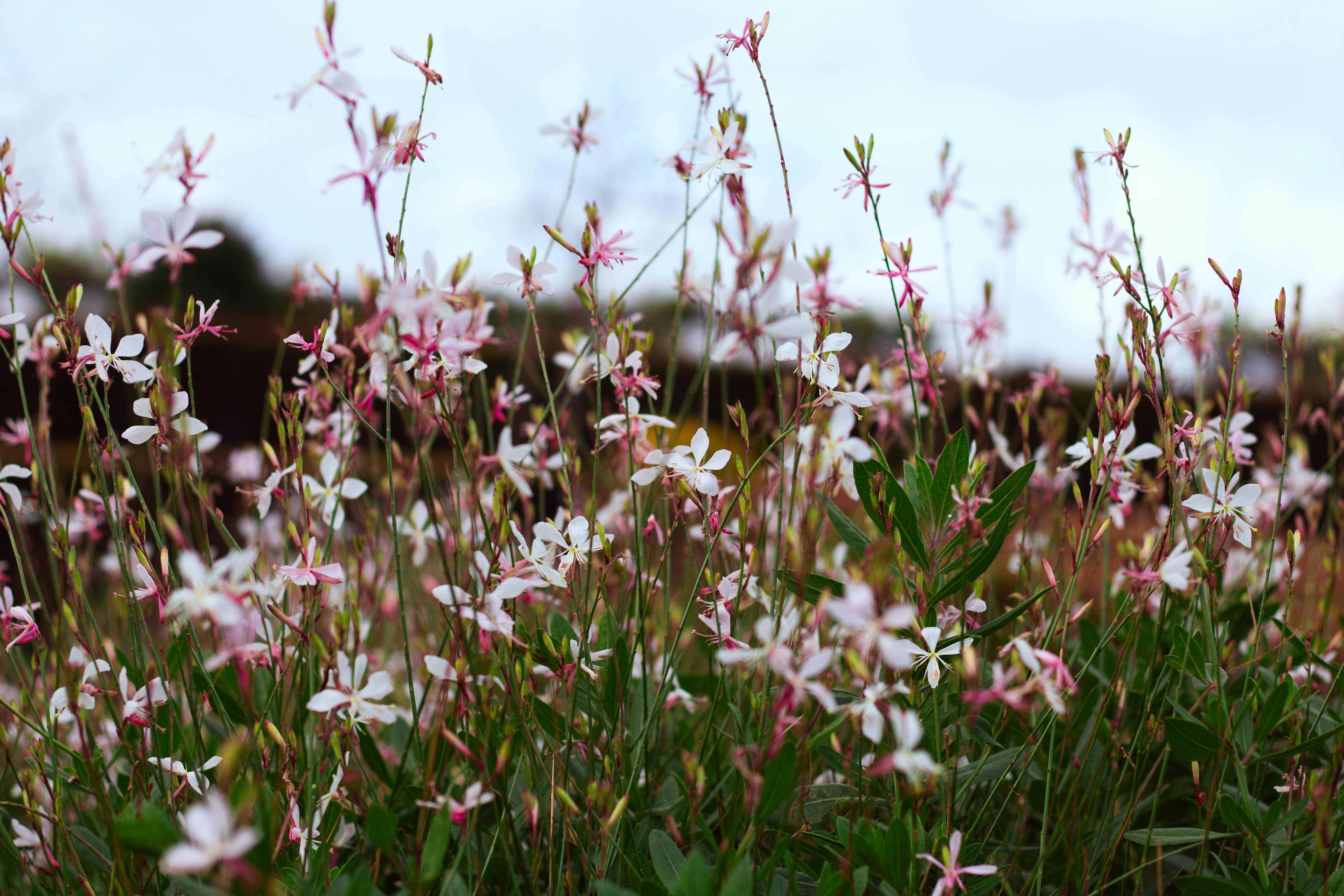 Cutecore Background Photos, Download The BEST Free Cutecore Background ...