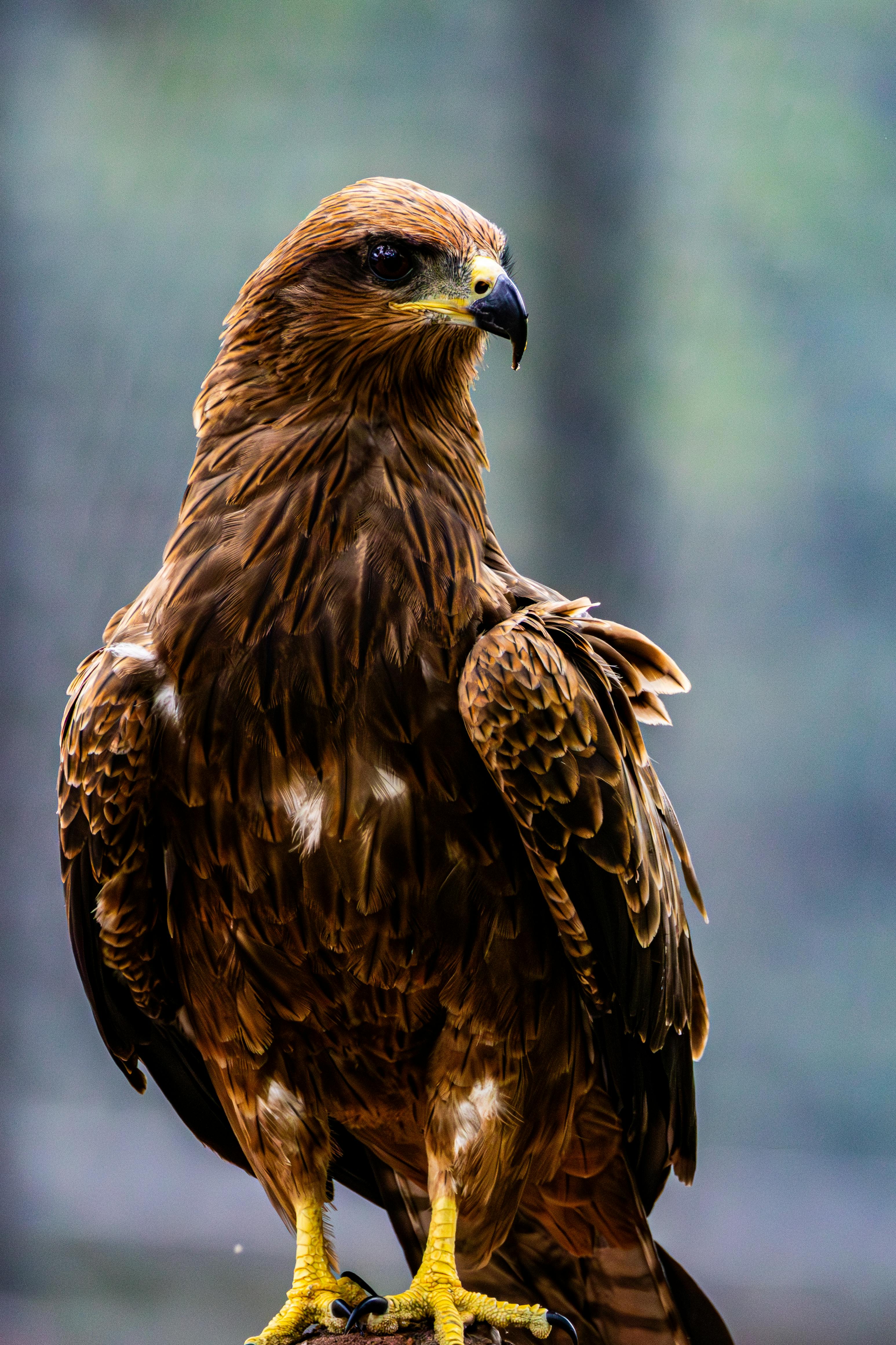 Troll+Images Photos, Download The BEST Free Troll+Images Stock Photos ...