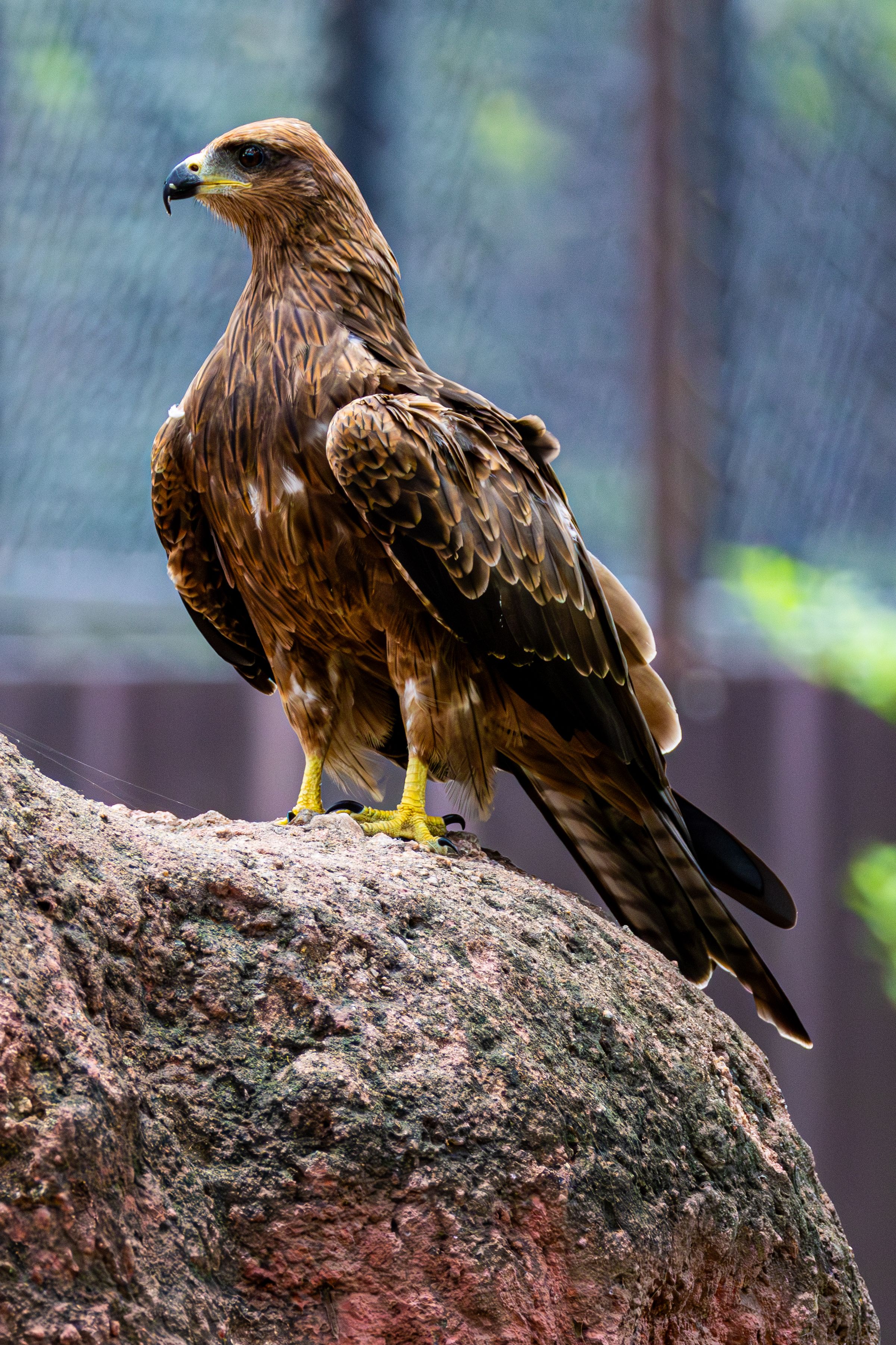 Majestic Golden Eagle on Rocky Perch Outdoors · Free Stock Photo