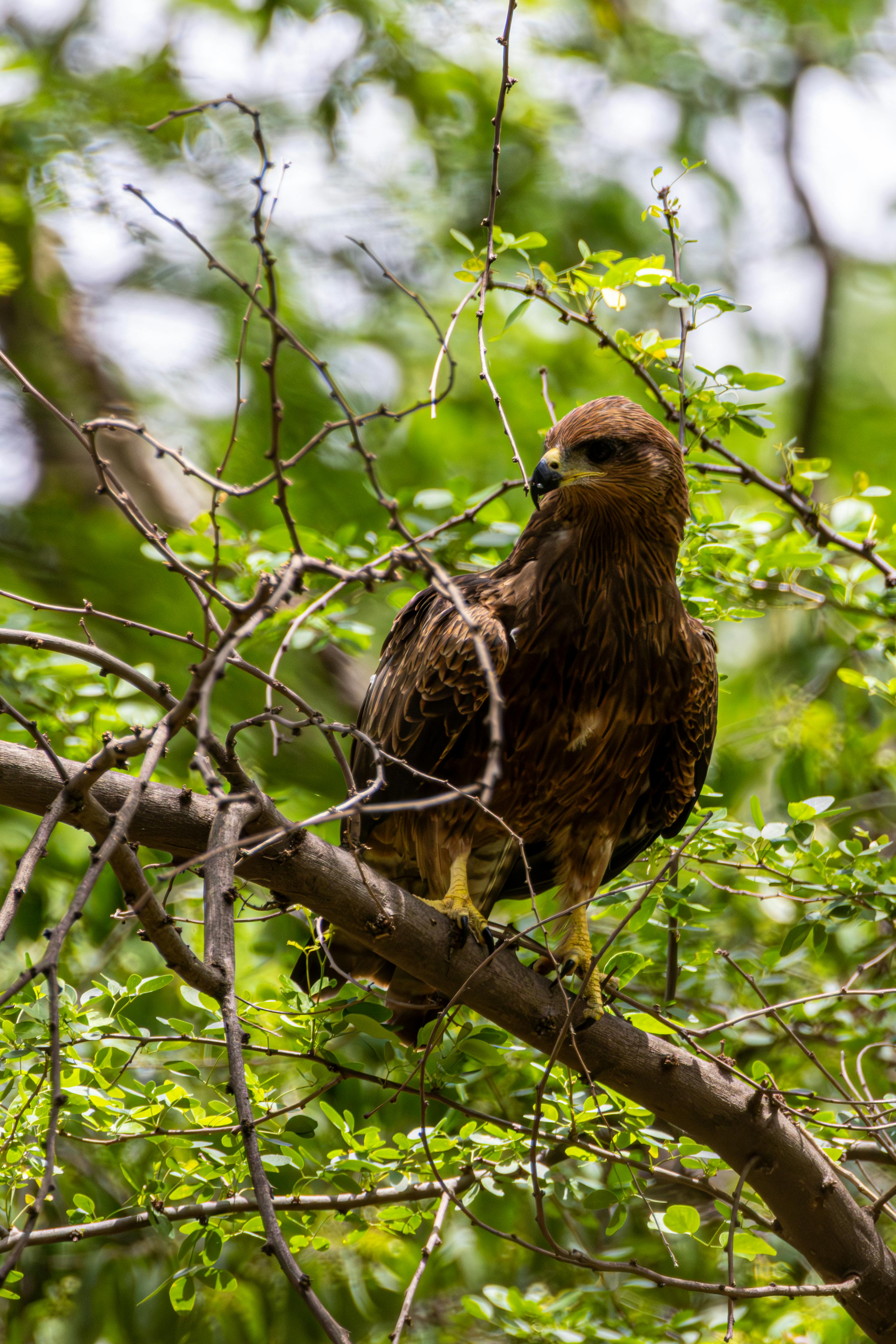 Falcon Fly Photos, Download The BEST Free Falcon Fly Stock Photos & HD ...