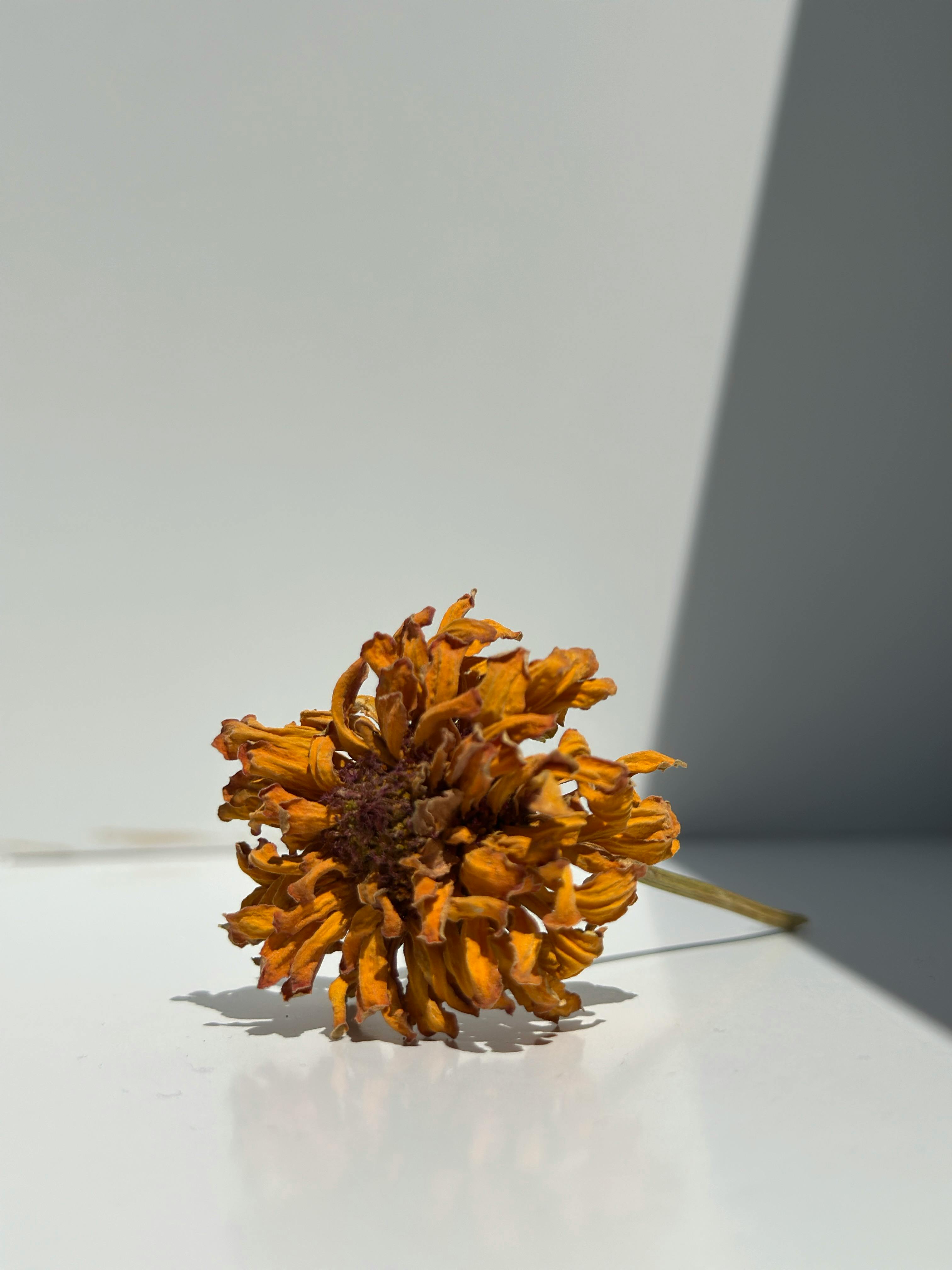 Simple Flower Photos, Download The BEST Free Simple Flower Stock Photos ...