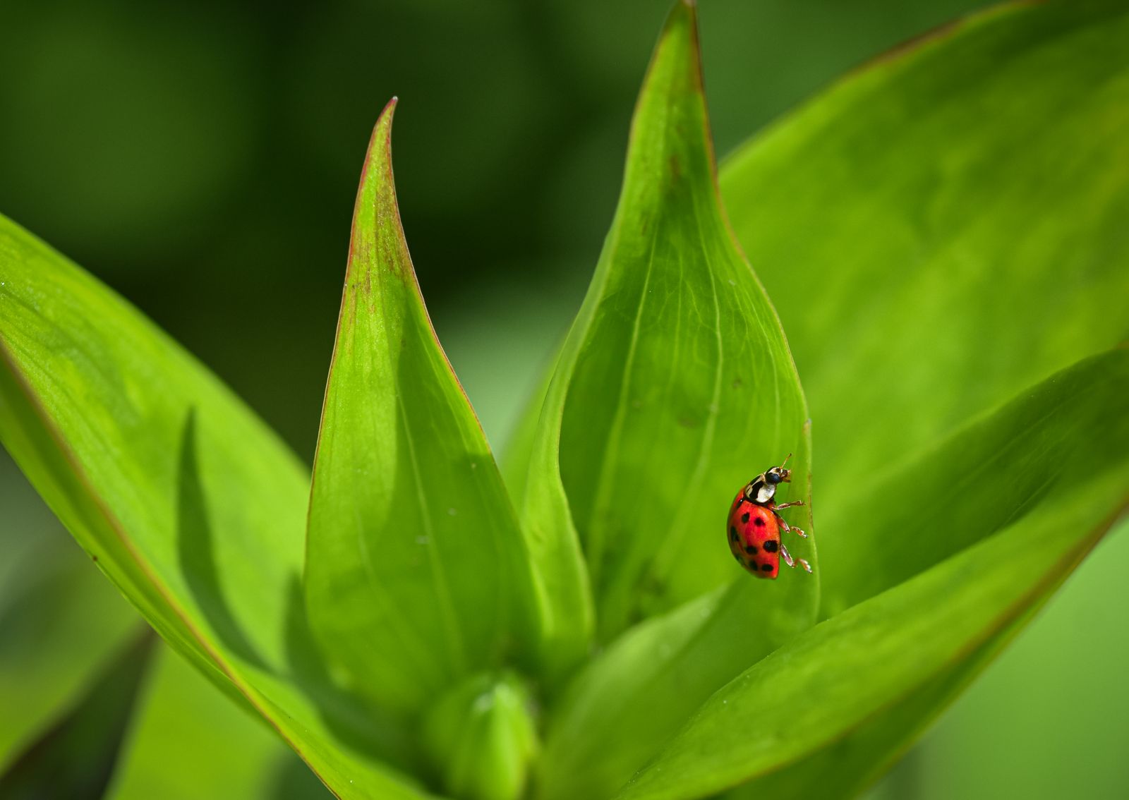 Beautiful Leaf Photos, Download The BEST Free Beautiful Leaf Stock ...