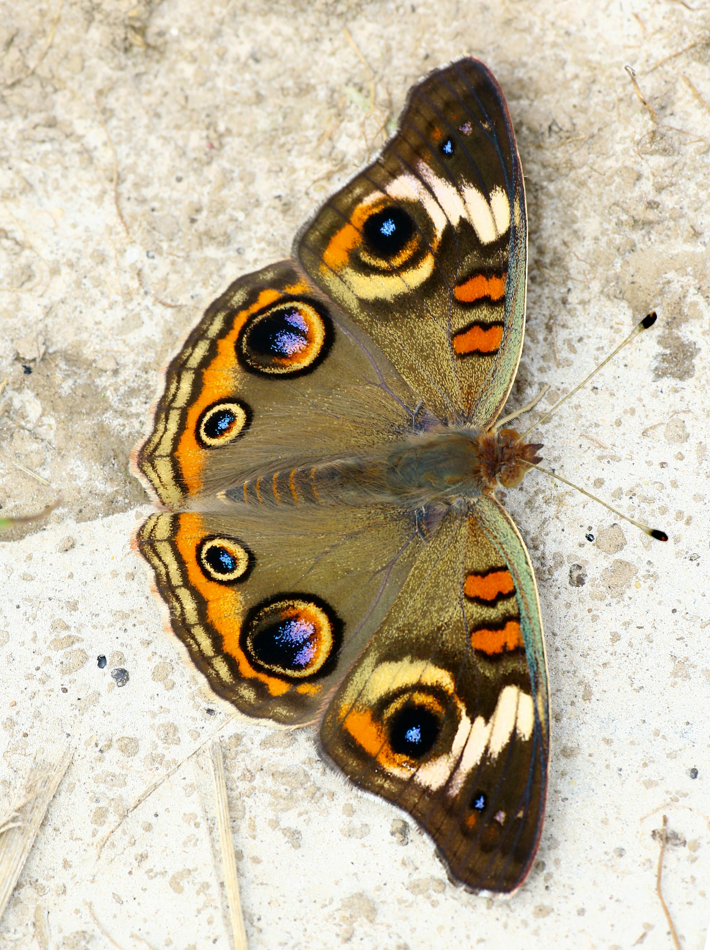 Moths Photos, Download The BEST Free Moths Stock Photos & HD Images