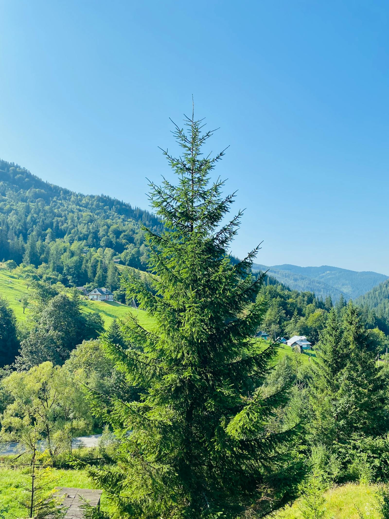 Tree Plan View Photos, Download The BEST Free Tree Plan View Stock ...