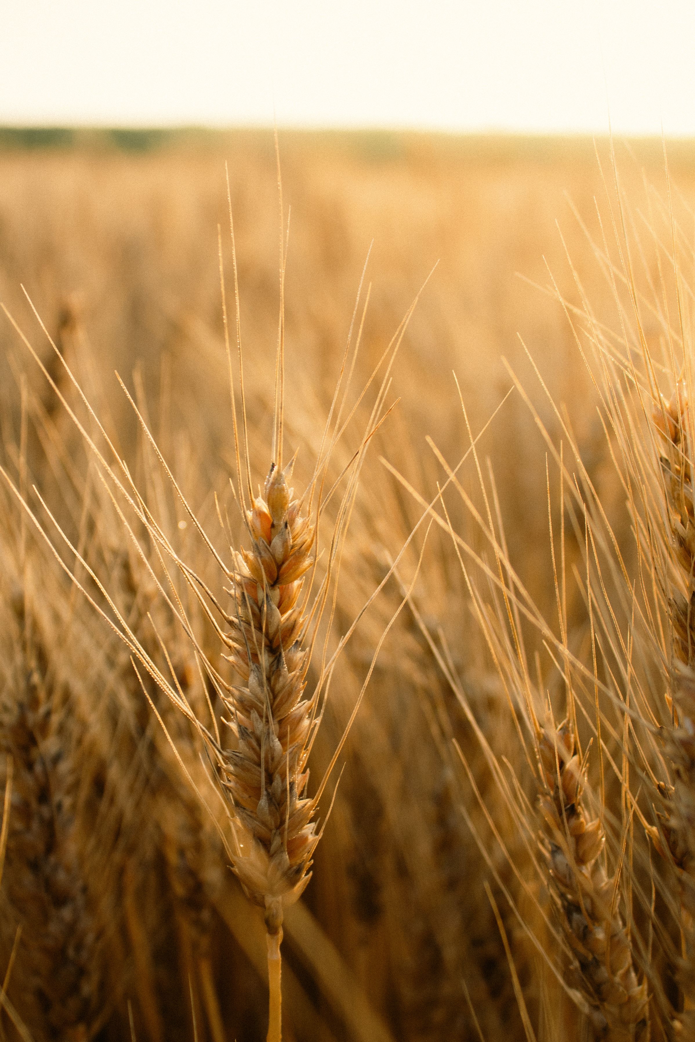 Closeup Photography of Rice Grains · Free Stock Photo