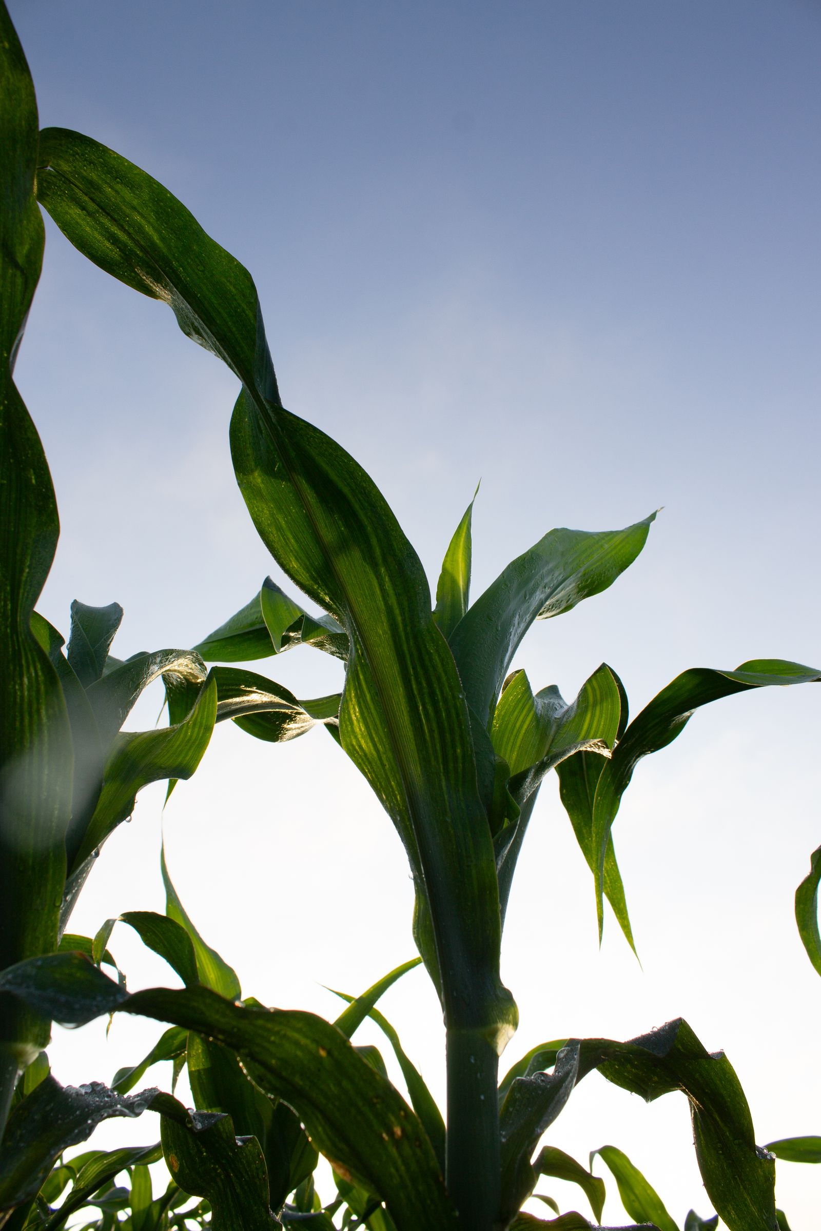 Plant Wallpaper Photos, Download The BEST Free Plant Wallpaper Stock ...