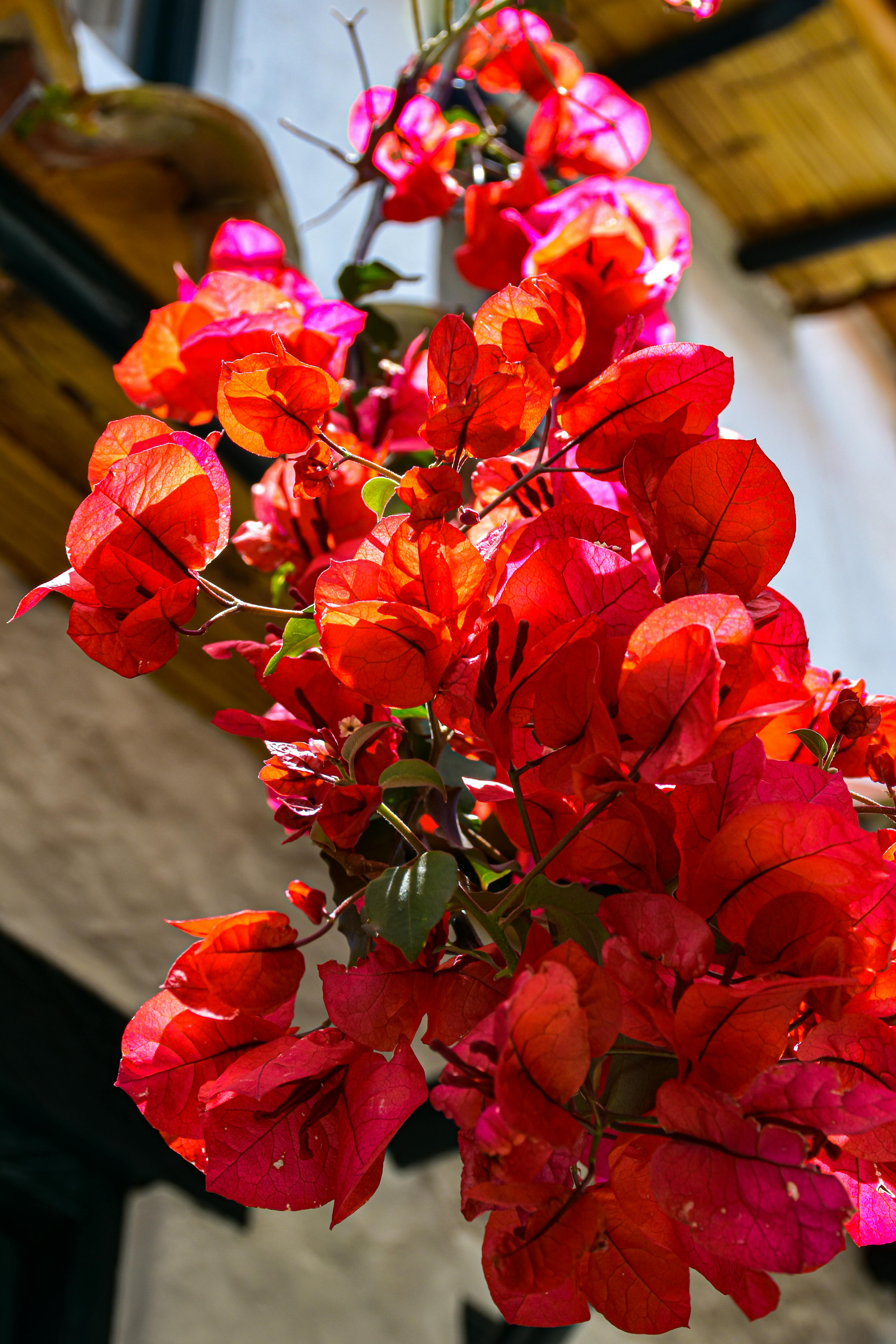 Ronaldo+R9+Wallpaper+4k Photos, Download The BEST Free Ronaldo+R9 ...