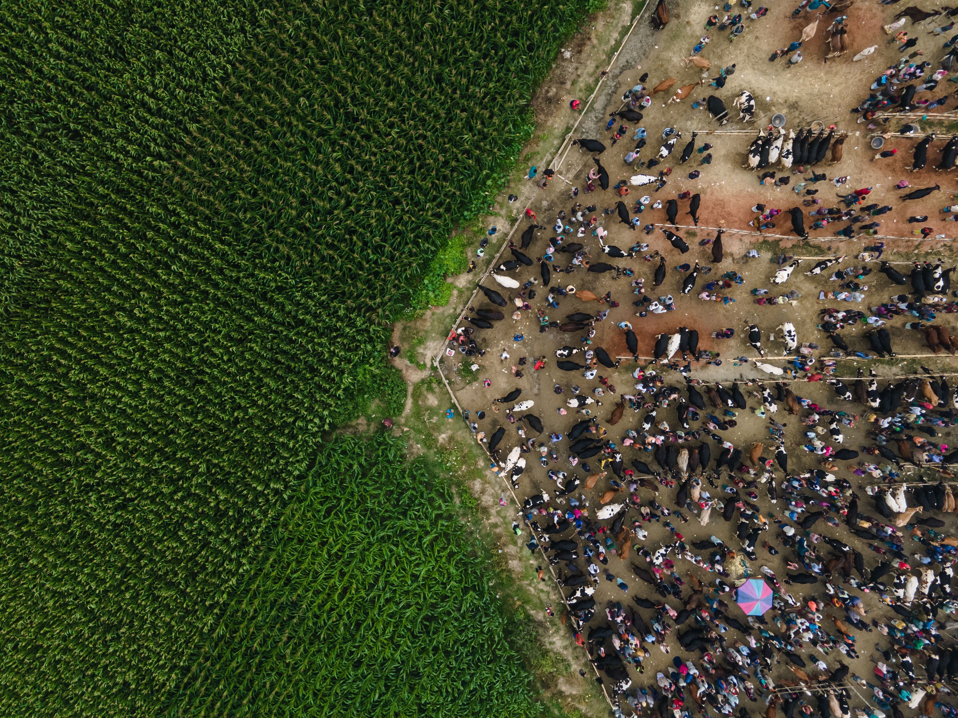 Aerial View of Crowded Cattle Market Next to Field · Free Stock Photo