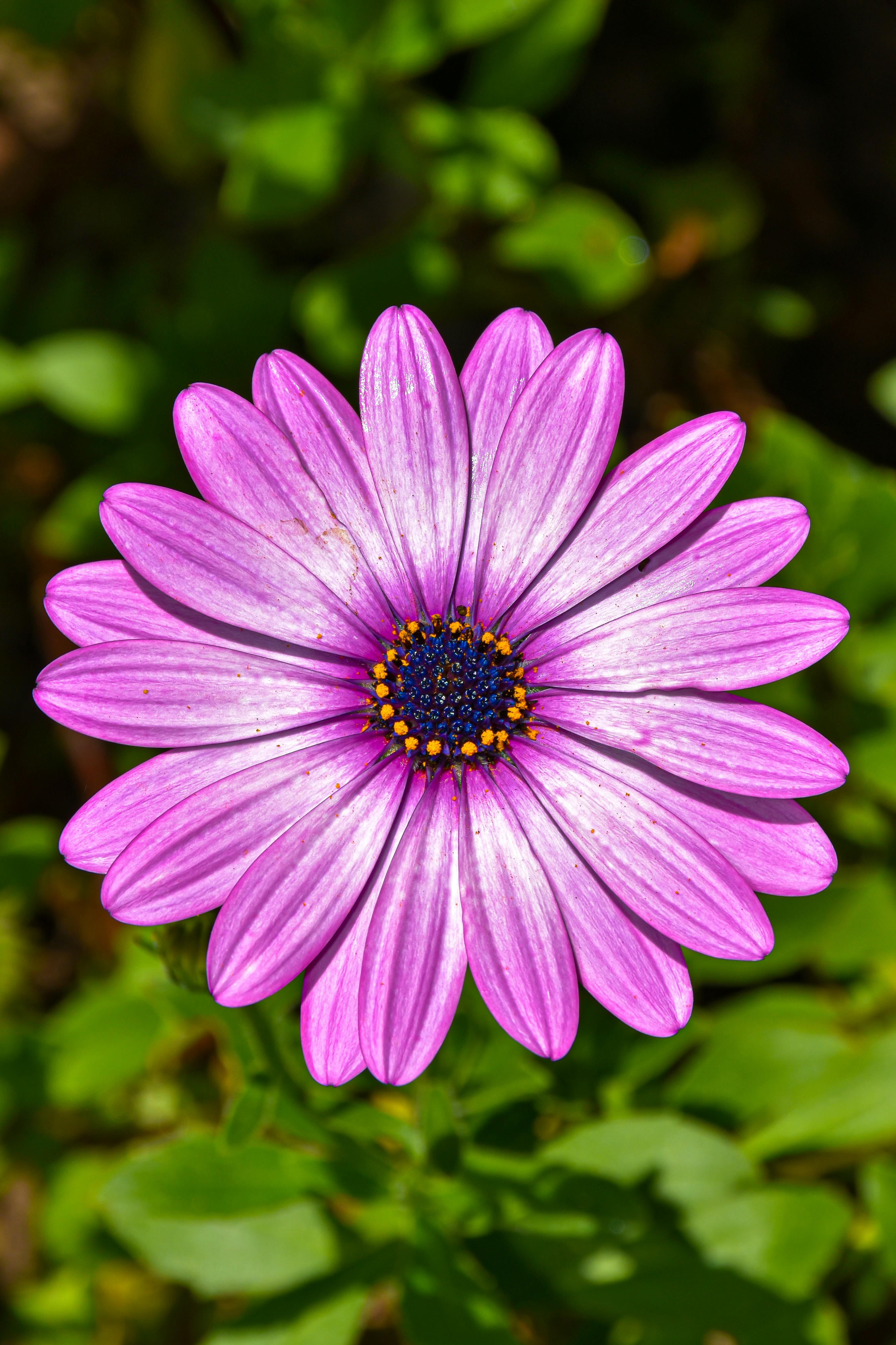 Ronaldo+R9+Wallpaper+4k Photos, Download The BEST Free Ronaldo+R9 ...