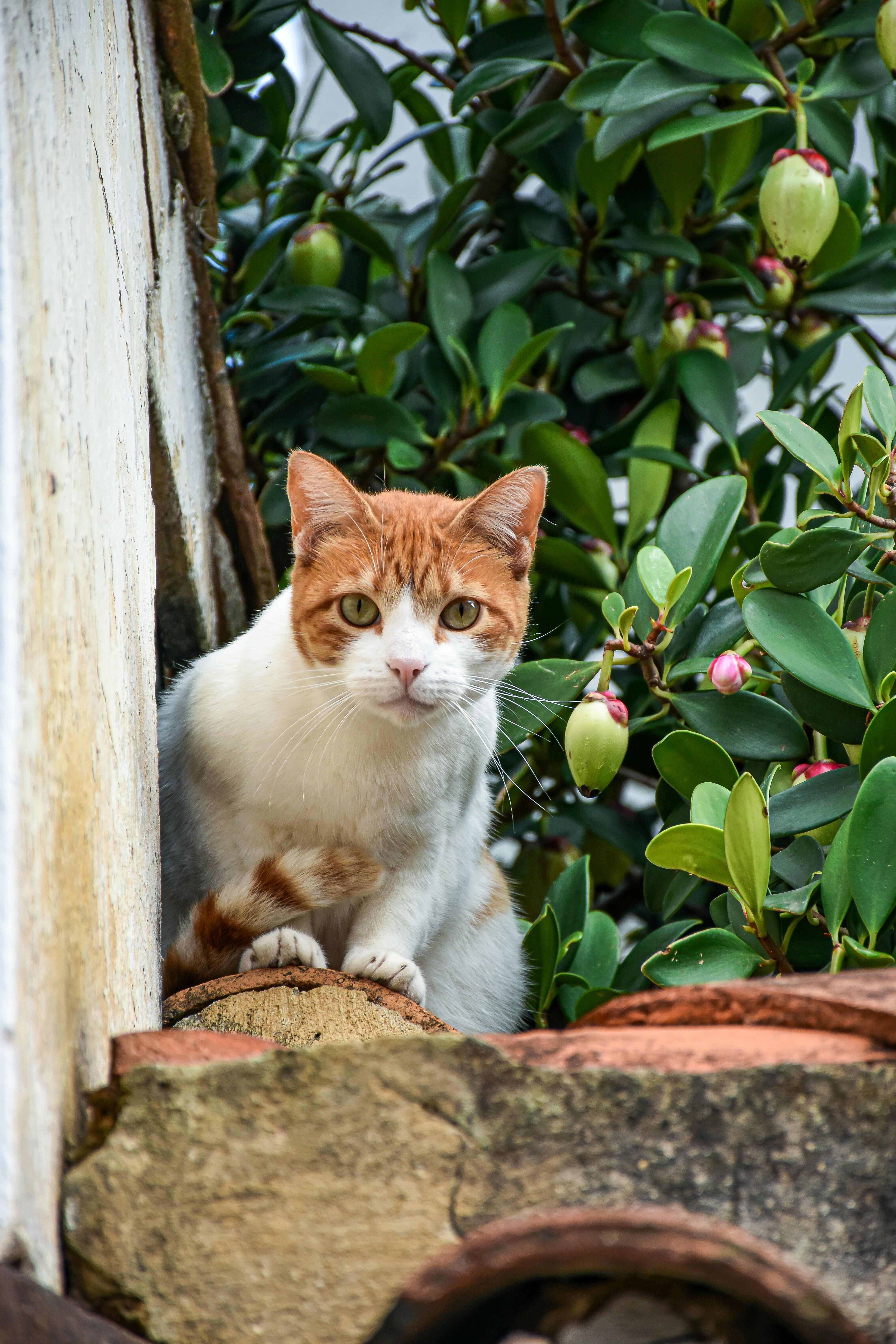 Cat With Money Photos, Download The BEST Free Cat With Money Stock ...