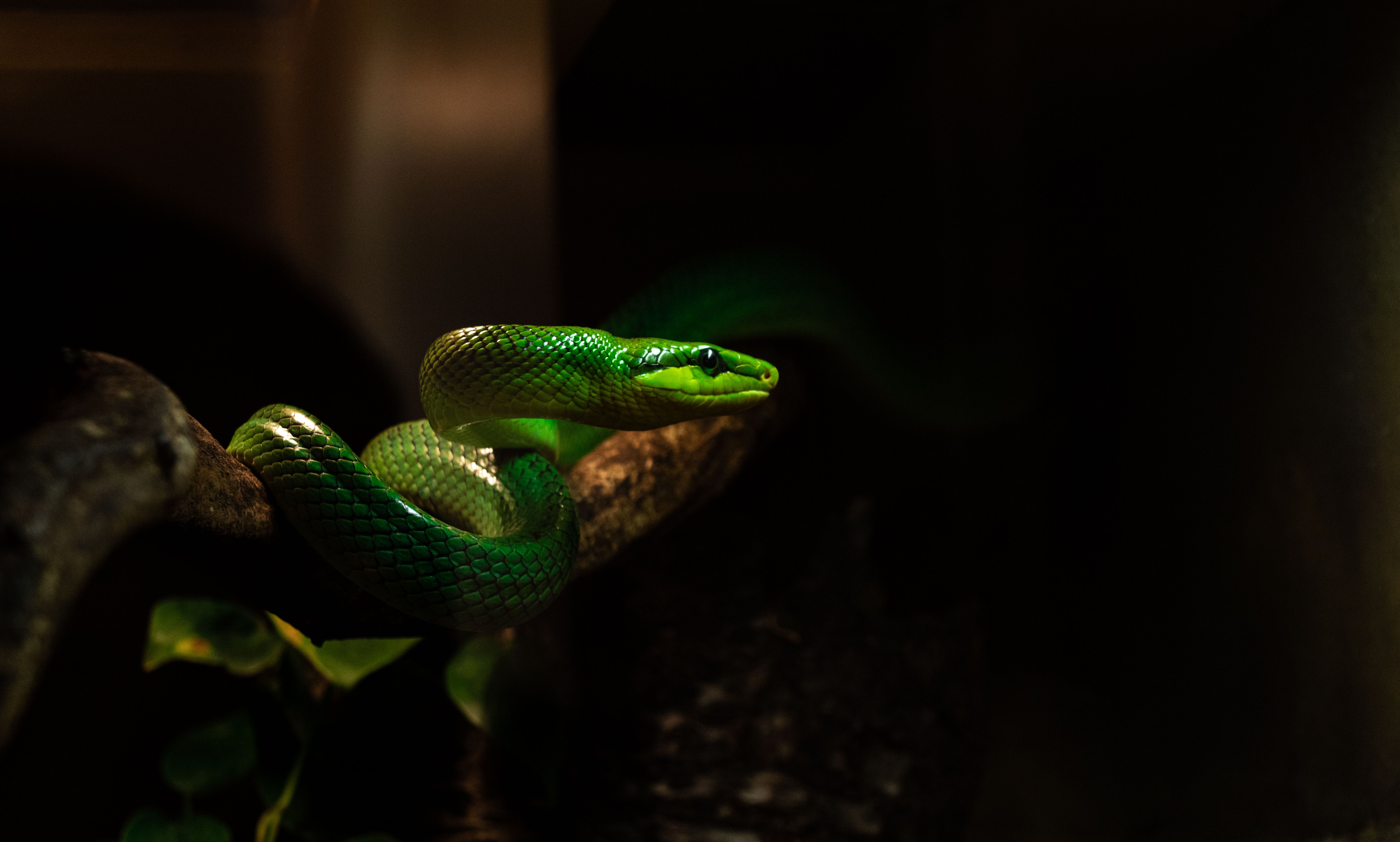 Vibrant Green Snake Coiled on Branch in Captivating Light · Free Stock ...