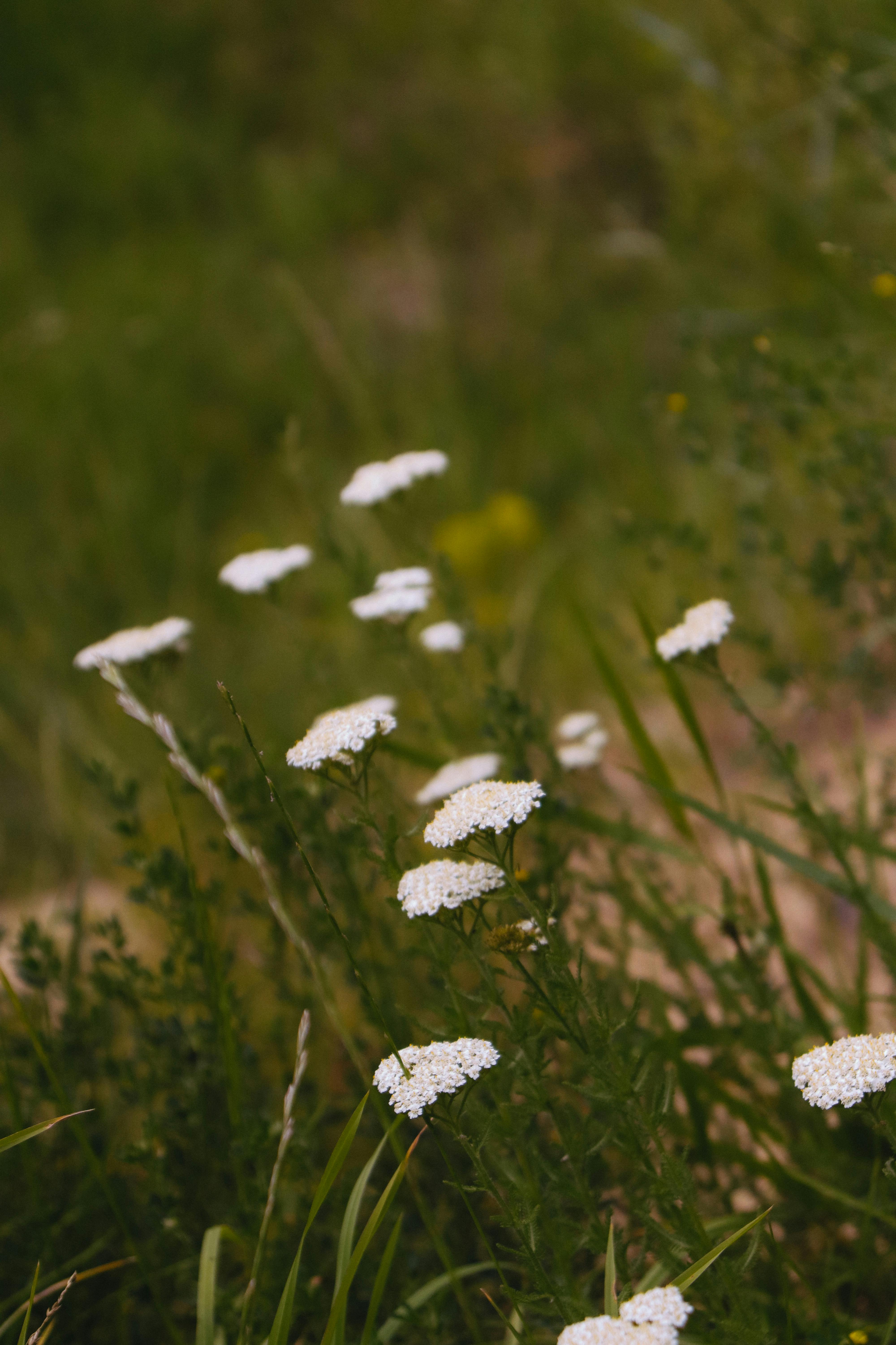 Free Close-up of white yarrow flowers in an outdoor setting ...