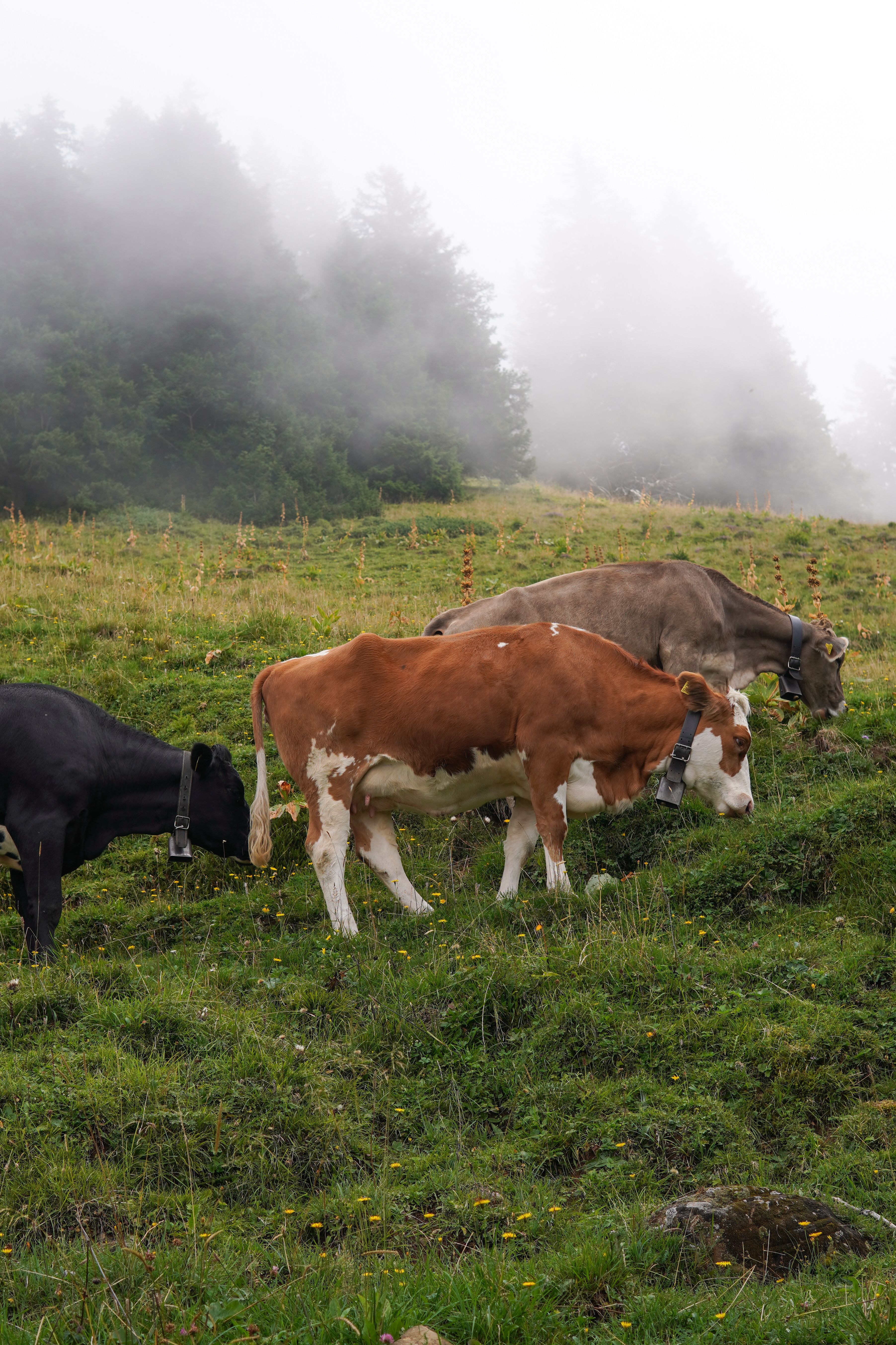 Cows Grazing in Misty Alpine Meadow Landscape · Free Stock Photo