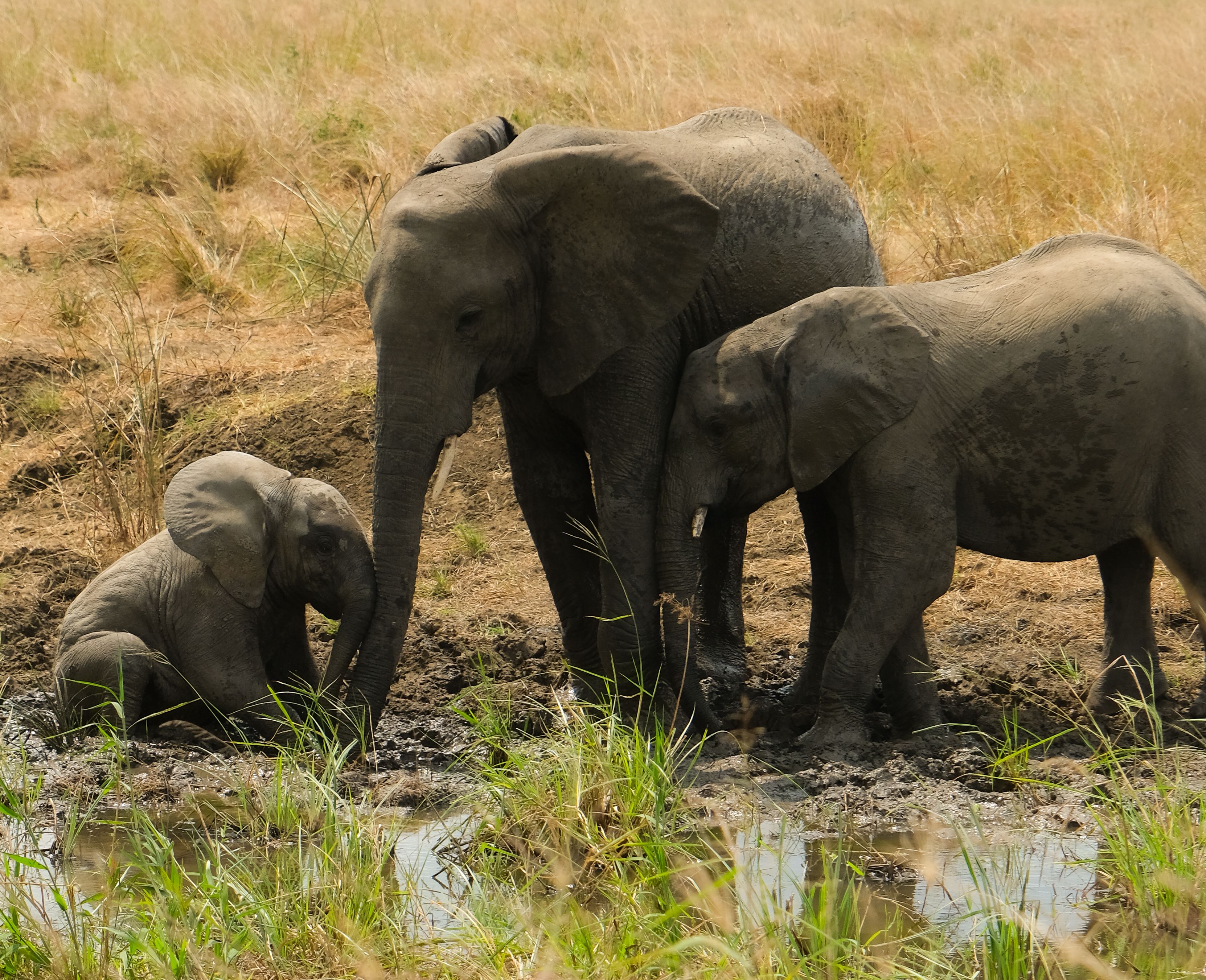 Wild Animals Slideshow Photos, Download The BEST Free Wild Animals ...