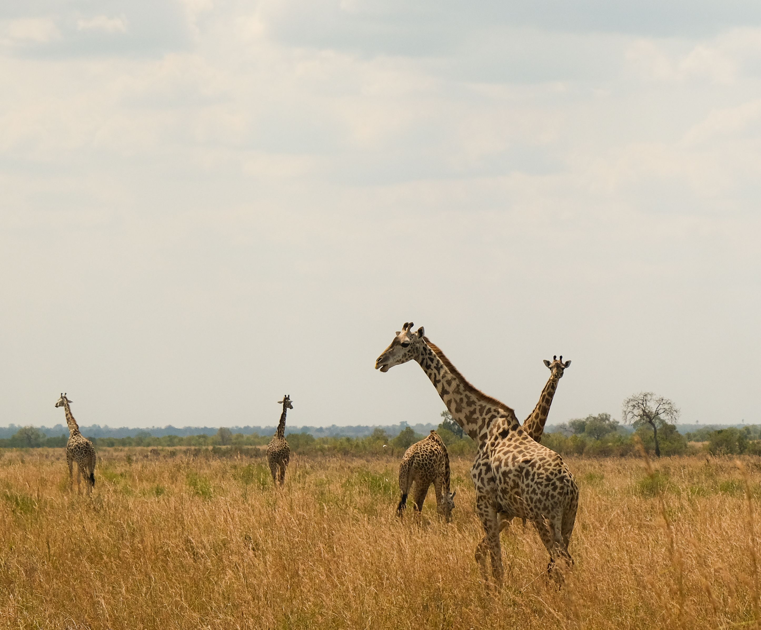 Herbivores Animals Photos, Download The BEST Free Herbivores Animals ...