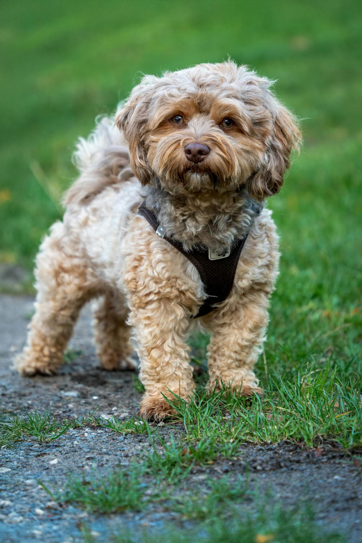 Cockapoo Dog Photos, Download The BEST Free Cockapoo Dog Stock Photos ...
