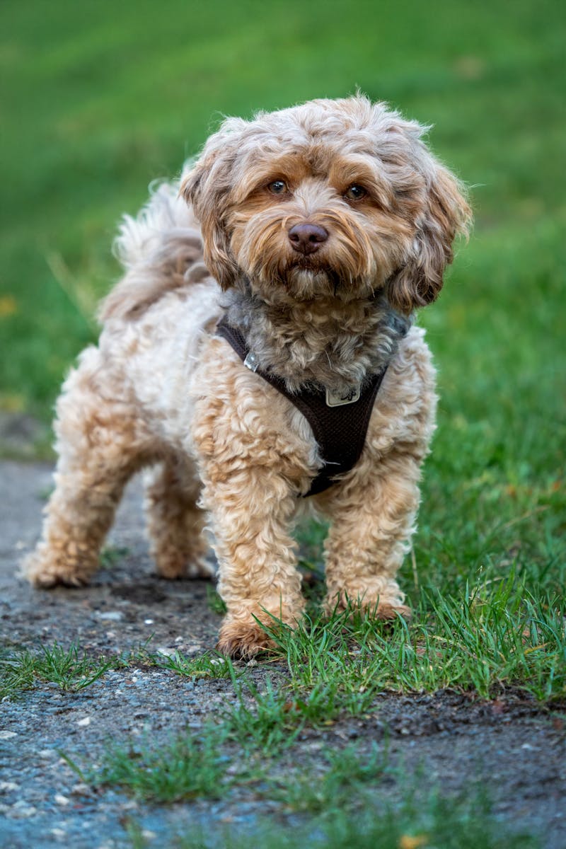 Cockapoo Dog Photos, Download The BEST Free Cockapoo Dog Stock Photos ...