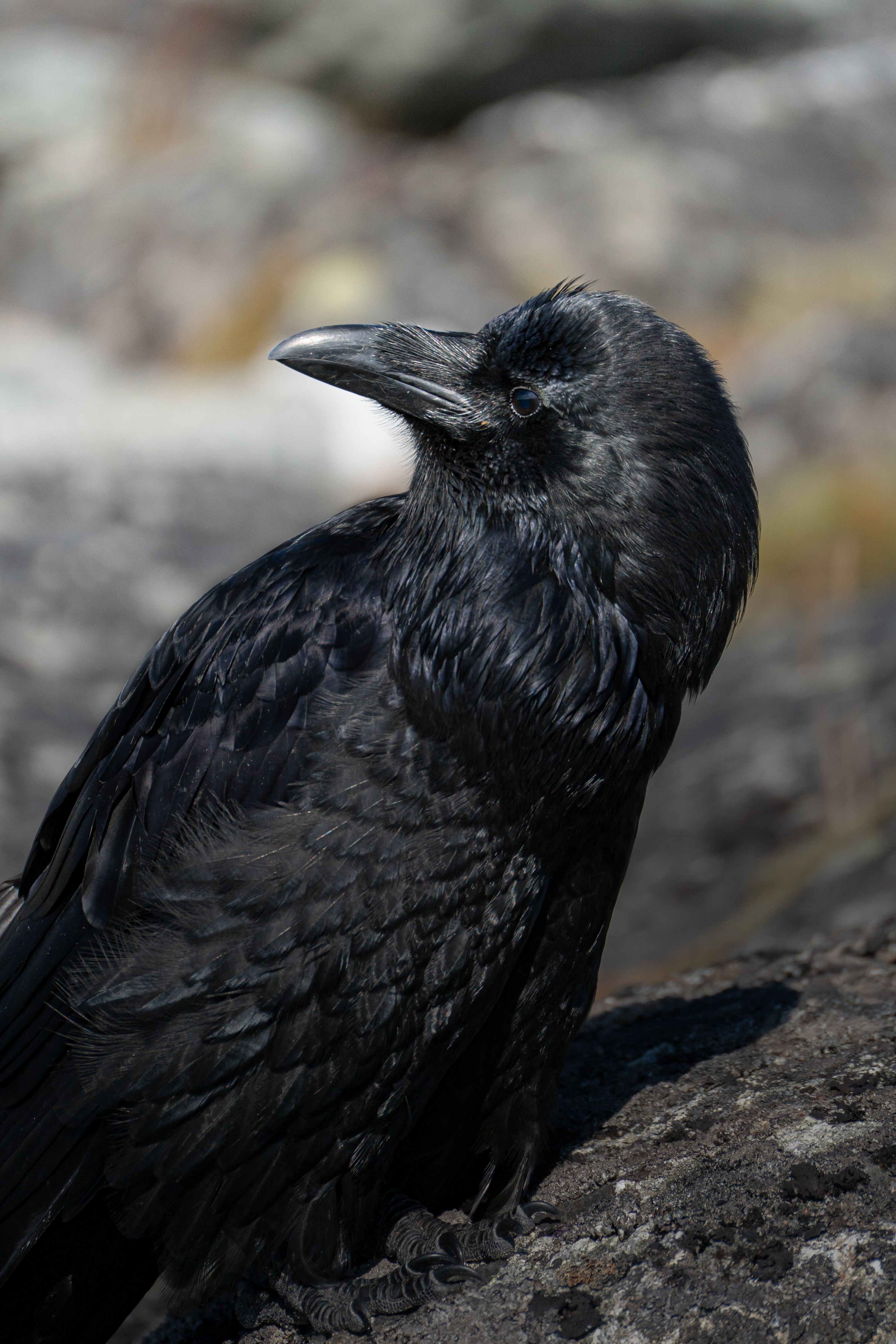 Close-up Portrait of a Raven on a Boulder · Free Stock Photo