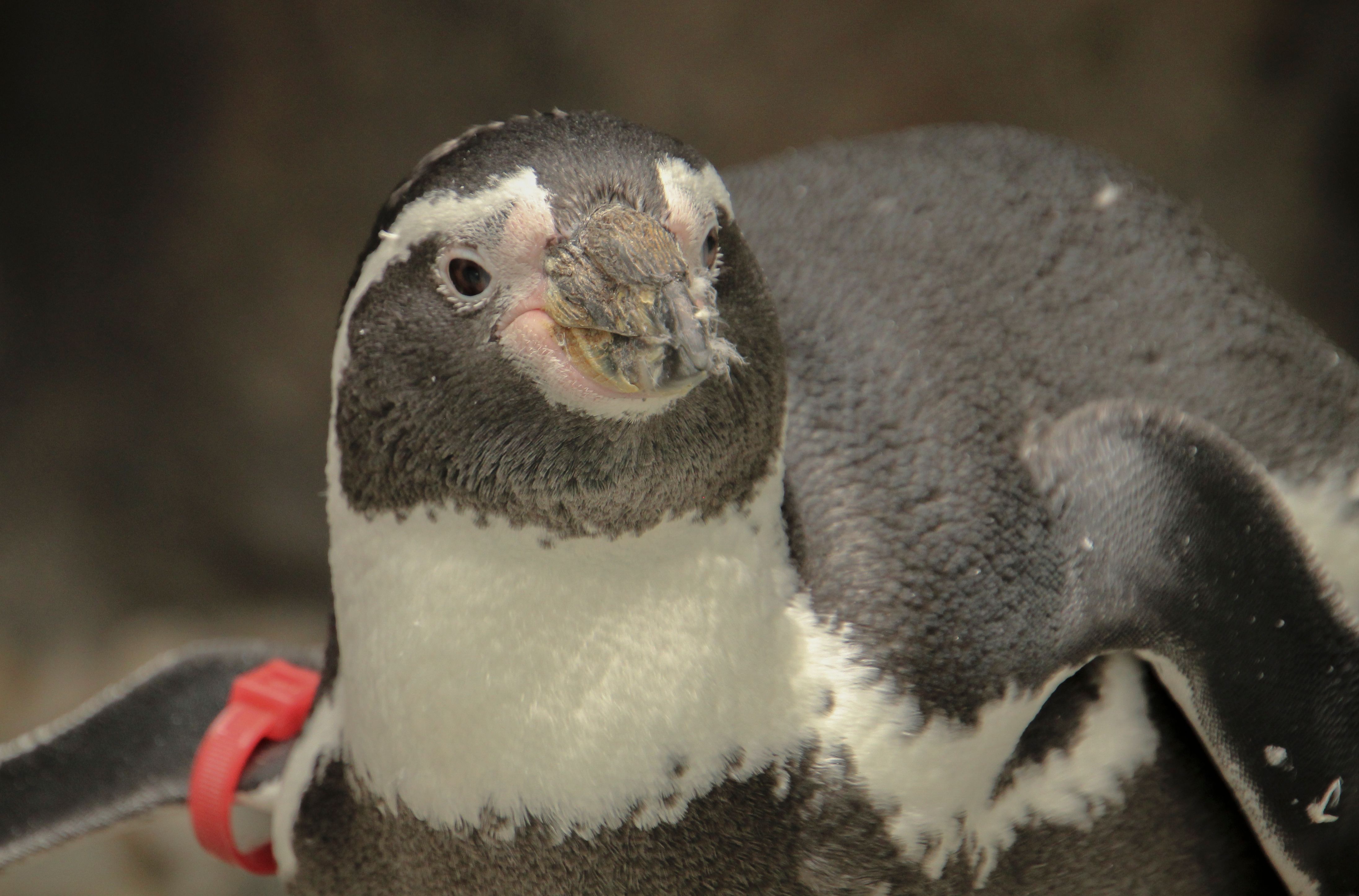 Close-up Photo of Penguin · Free Stock Photo