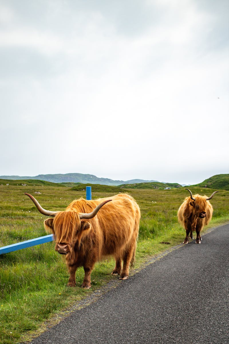 Scottish Highlands Photos, Download The BEST Free Scottish Highlands ...