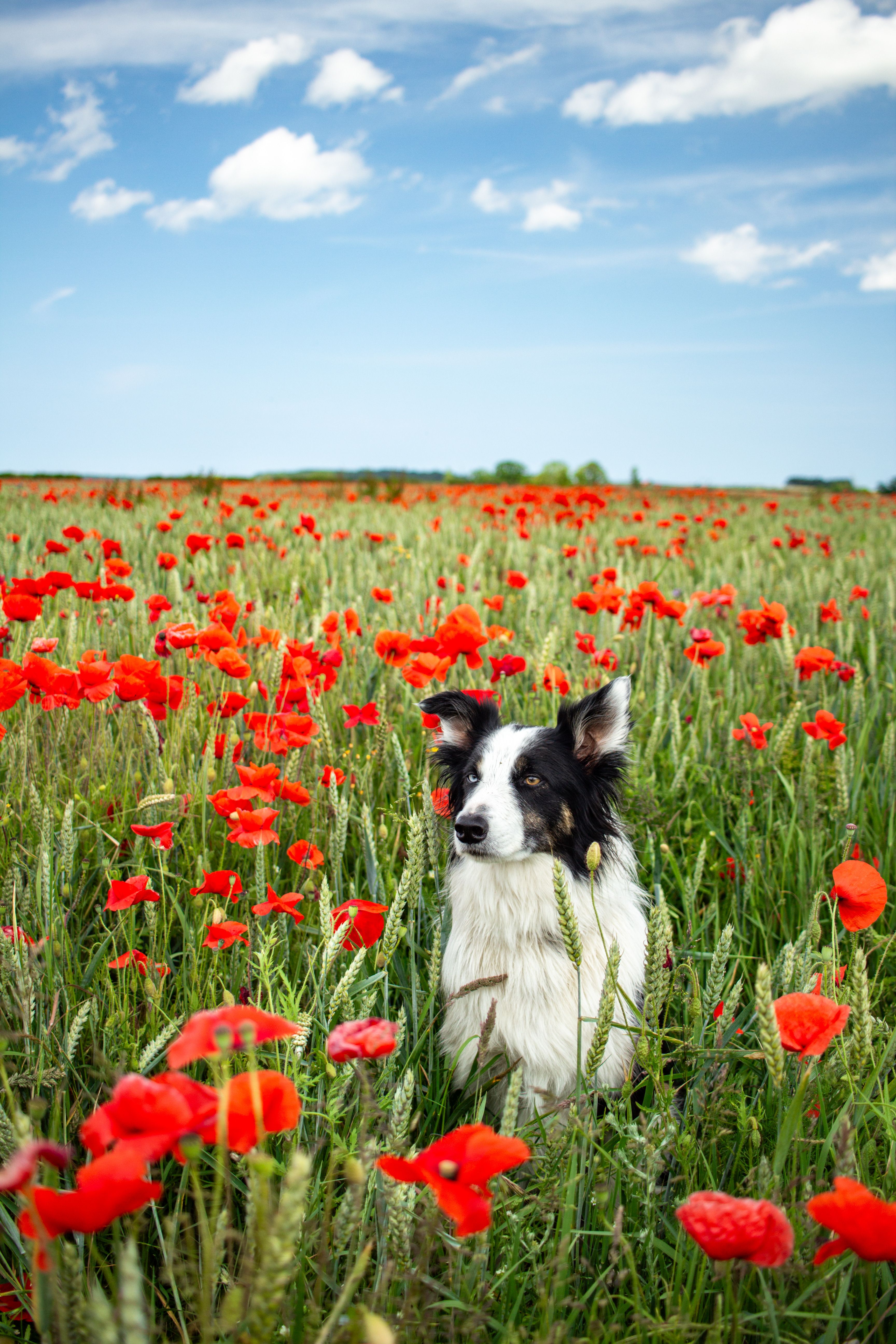 Dog And Poppies Photos, Download The BEST Free Dog And Poppies Stock ...