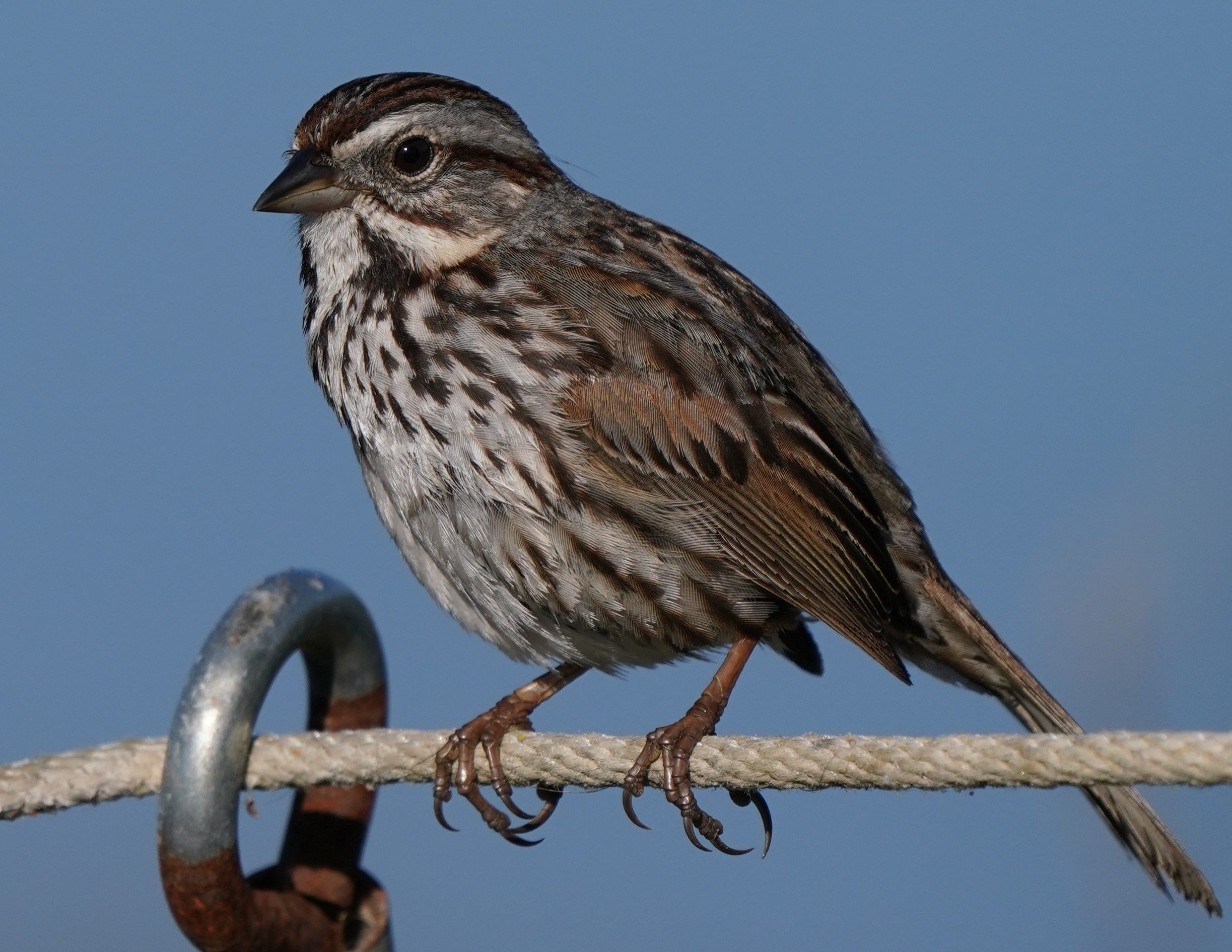 Sparrow Bird Photos, Download The BEST Free Sparrow Bird Stock Photos ...