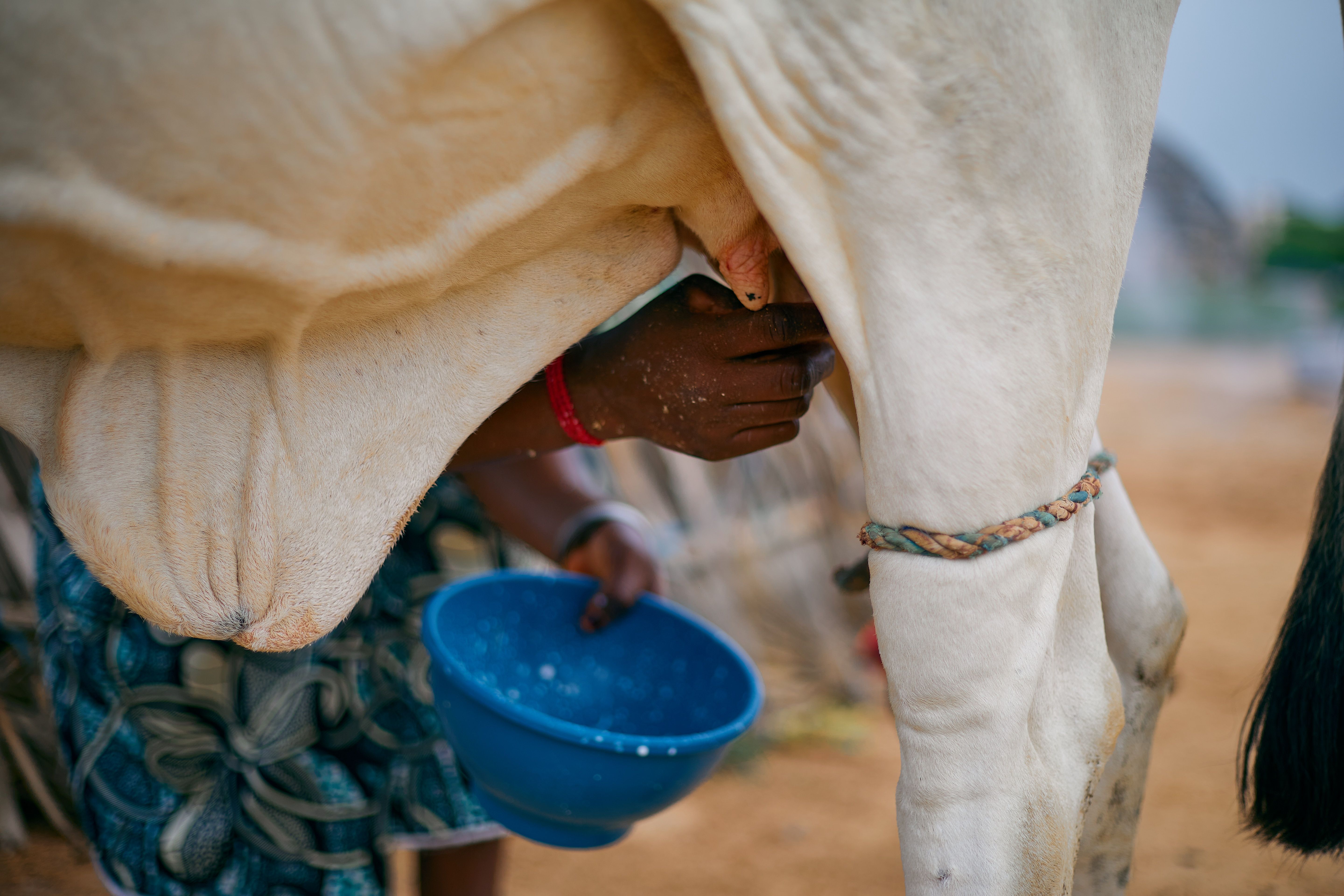 Traditional Cattle Milking in Rural Setting · Free Stock Photo