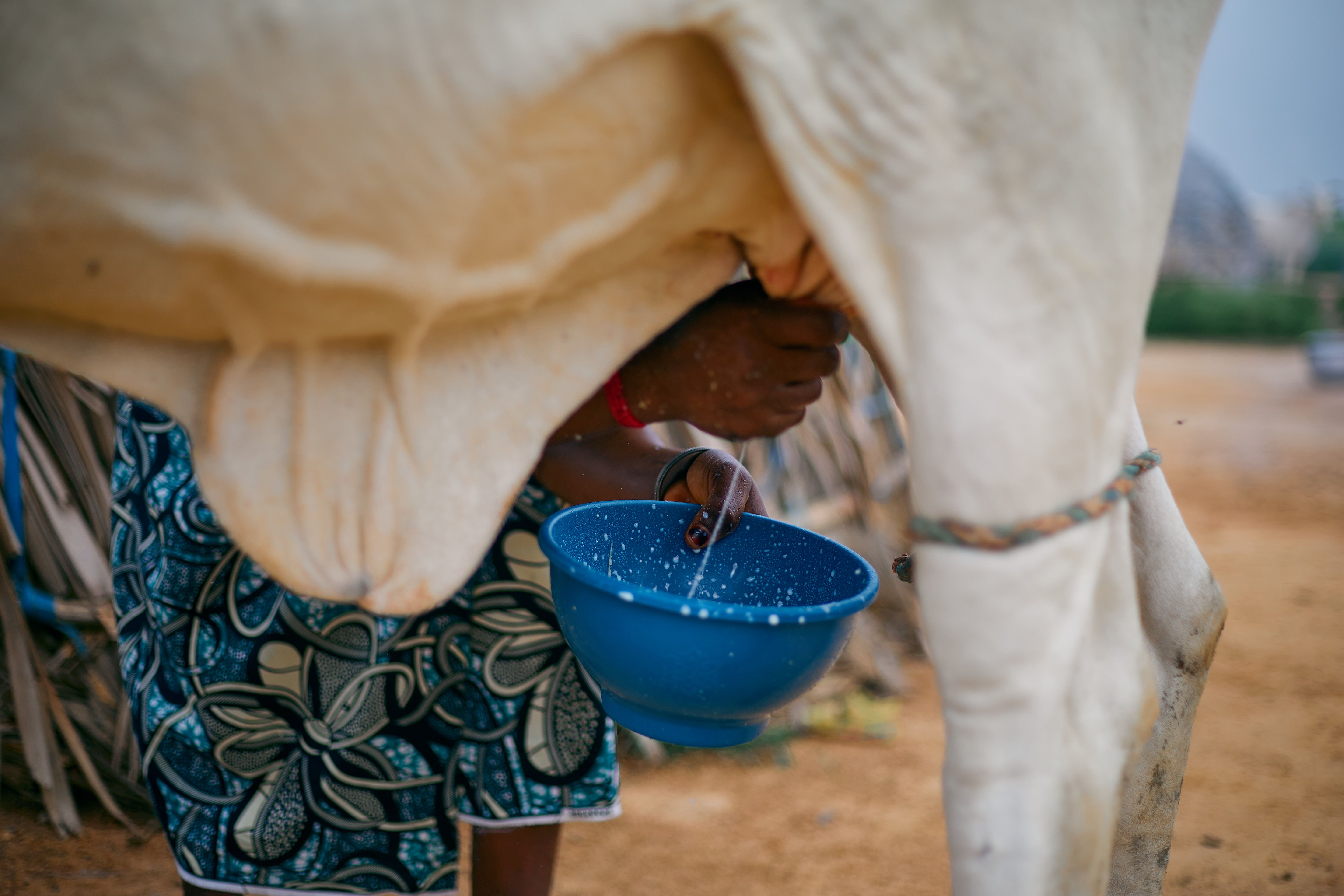 Traditional Cow Milking in Rural Setting · Free Stock Photo
