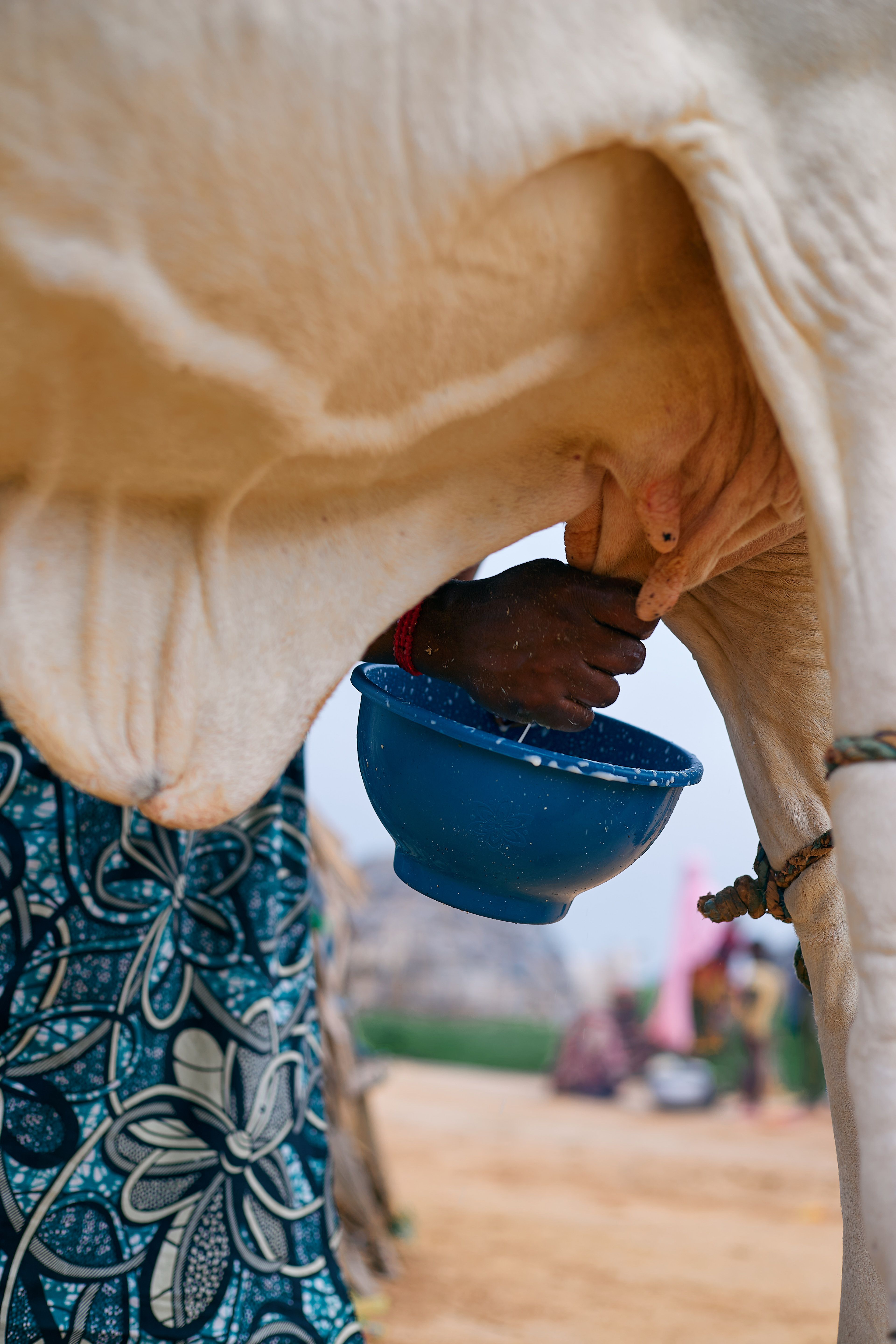 Traditional Cow Milking in Rural Setting · Free Stock Photo