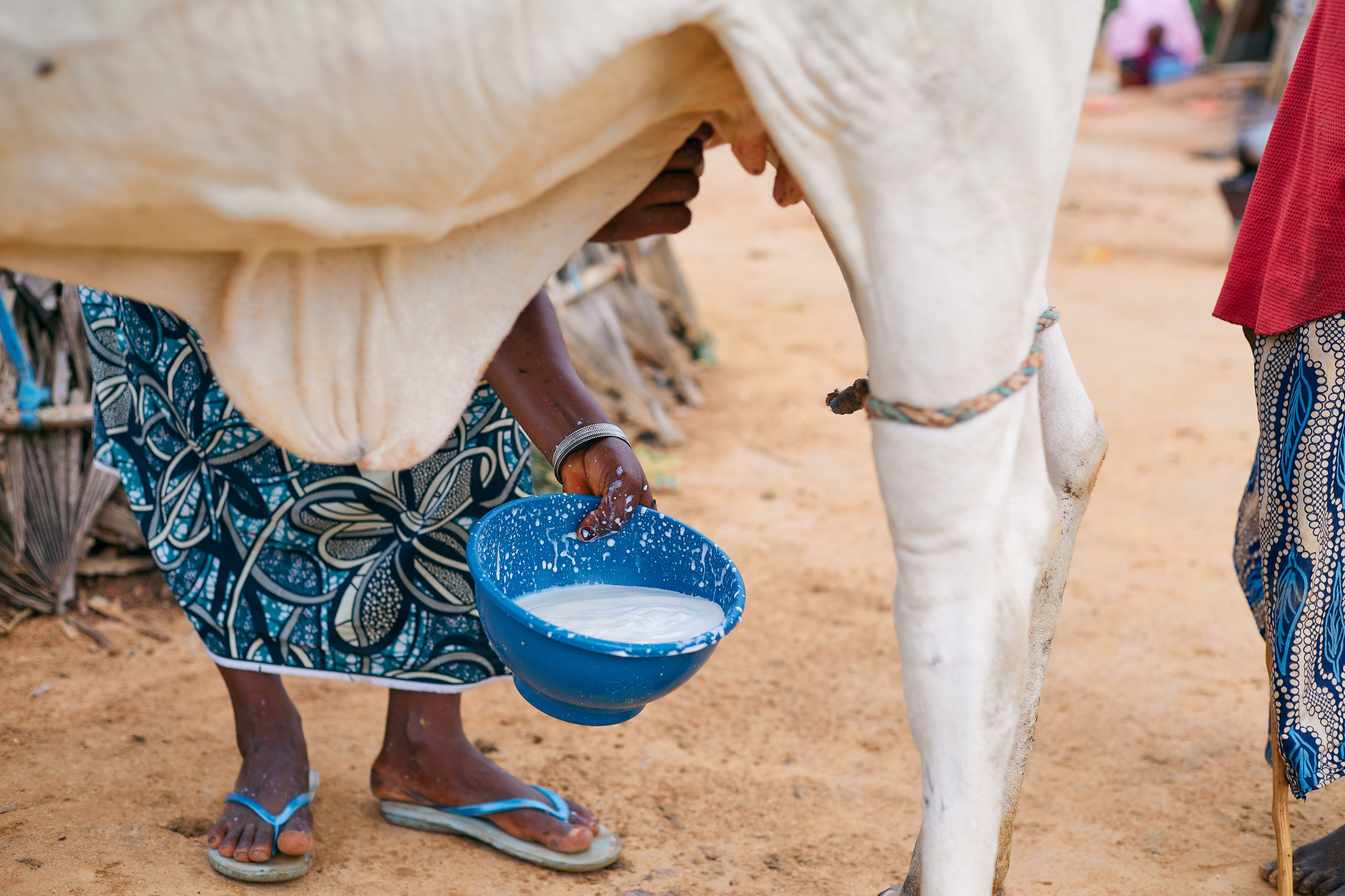 Traditional Cow Milking in Rural Setting · Free Stock Photo