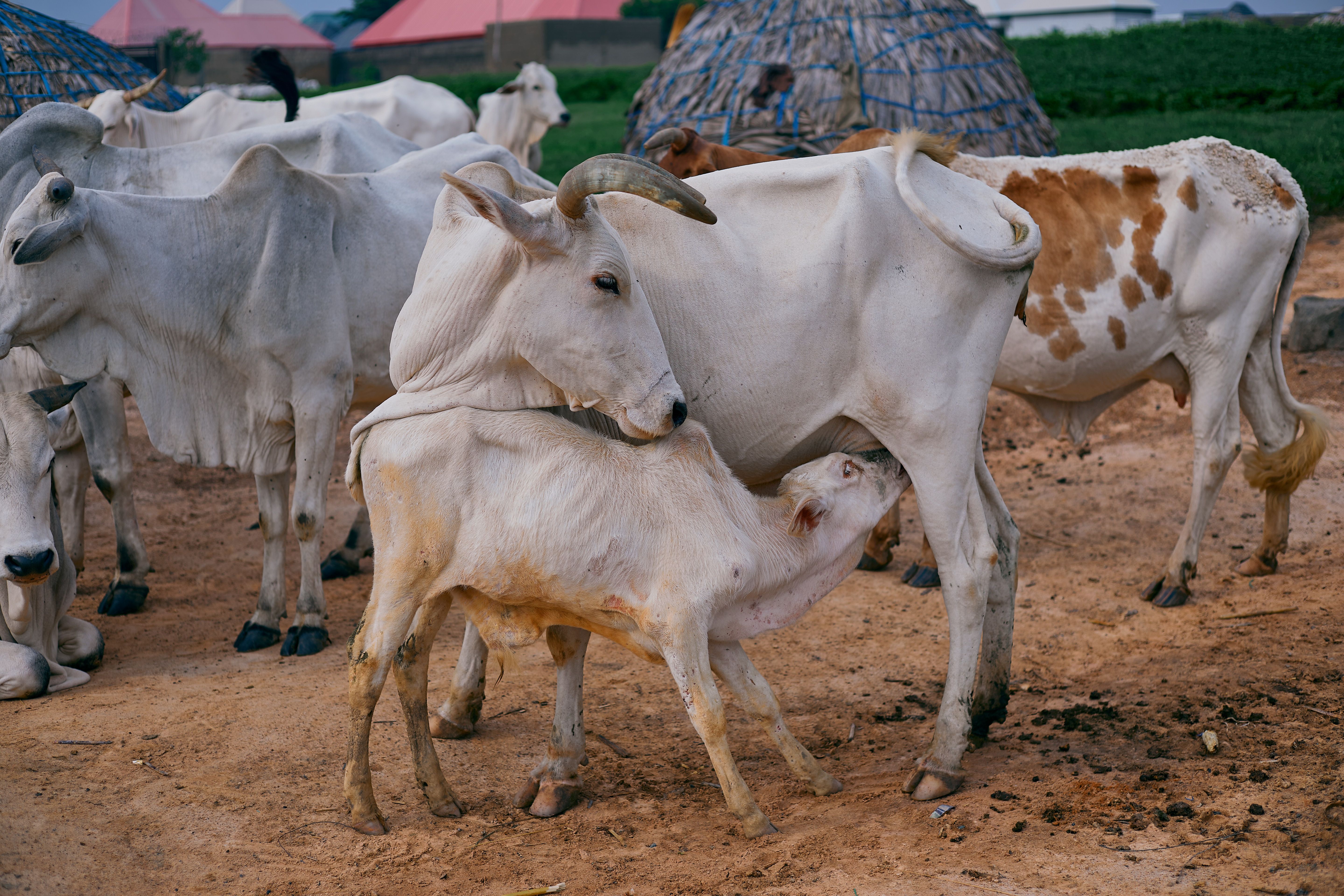 Calf Nursing from Mother Cow in Rural Setting · Free Stock Photo