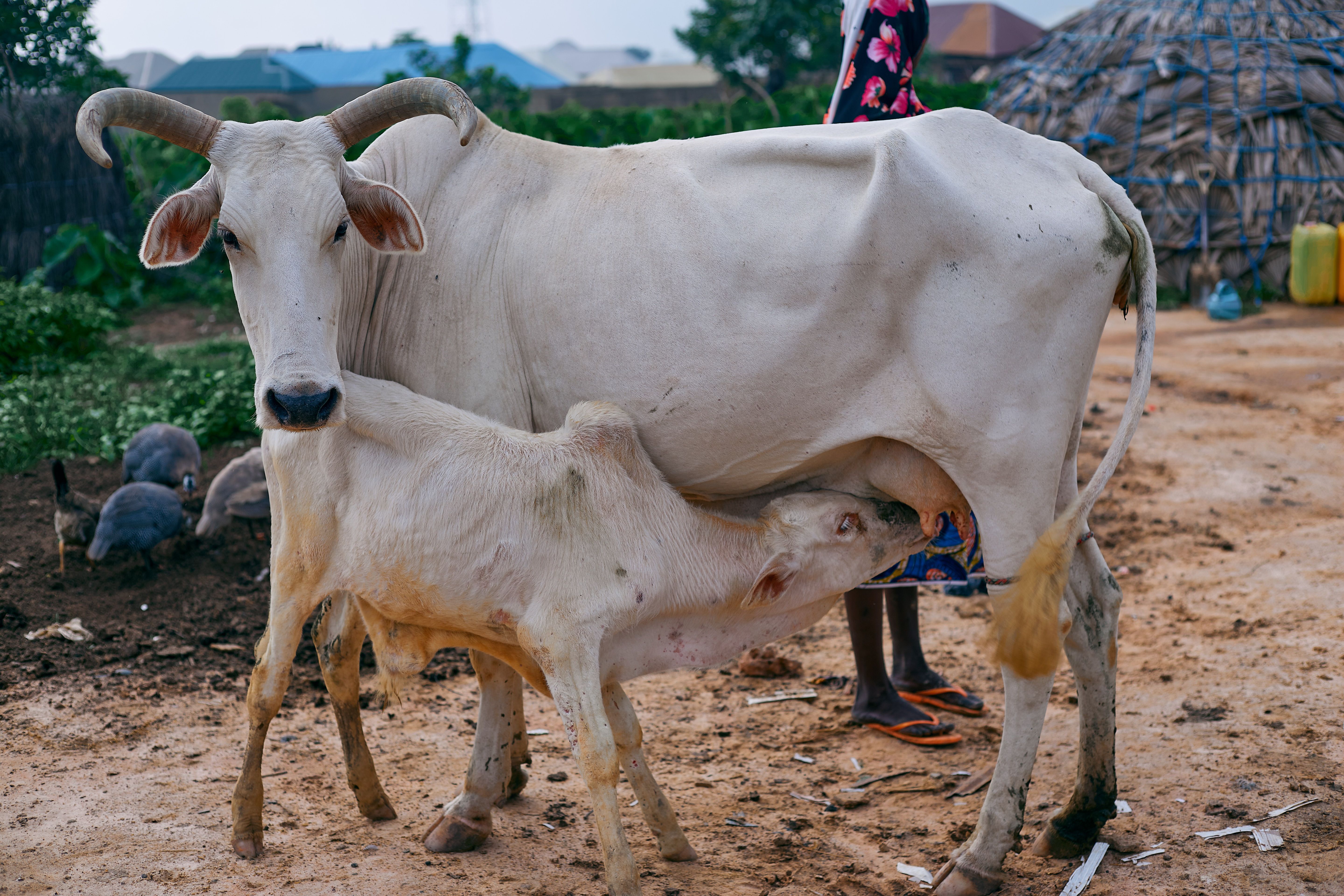 Cow Chart Photos, Download The BEST Free Cow Chart Stock Photos & HD Images