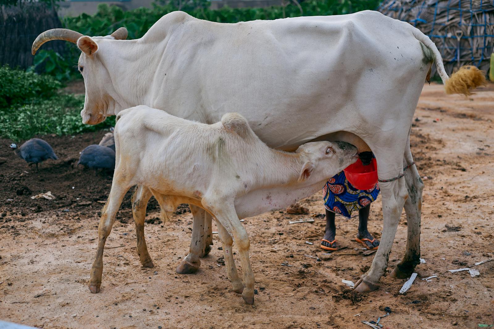 Cow And Calf Photos, Download The BEST Free Cow And Calf Stock Photos ...