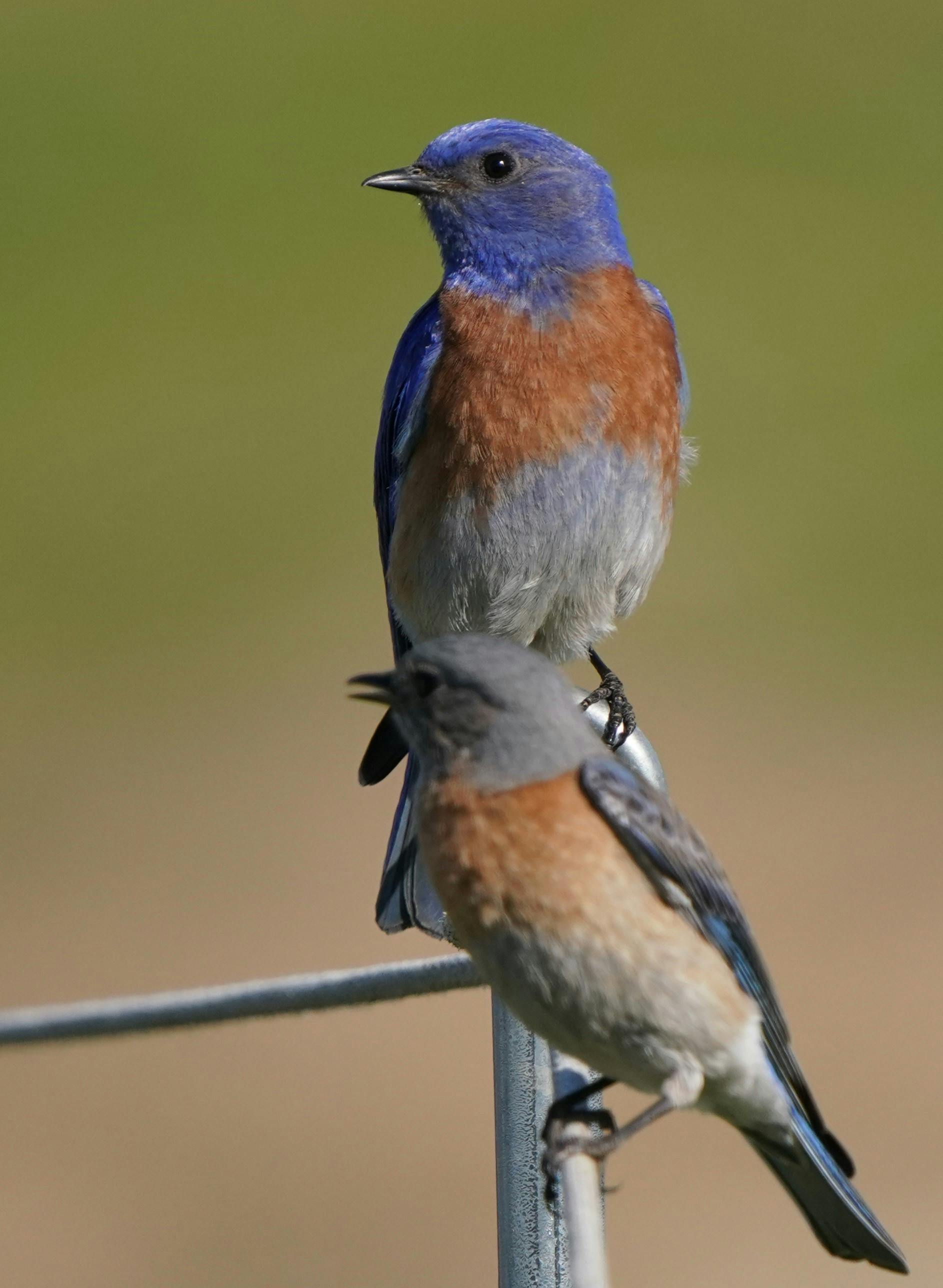 Nature Birds Photos, Download The BEST Free Nature Birds Stock Photos ...