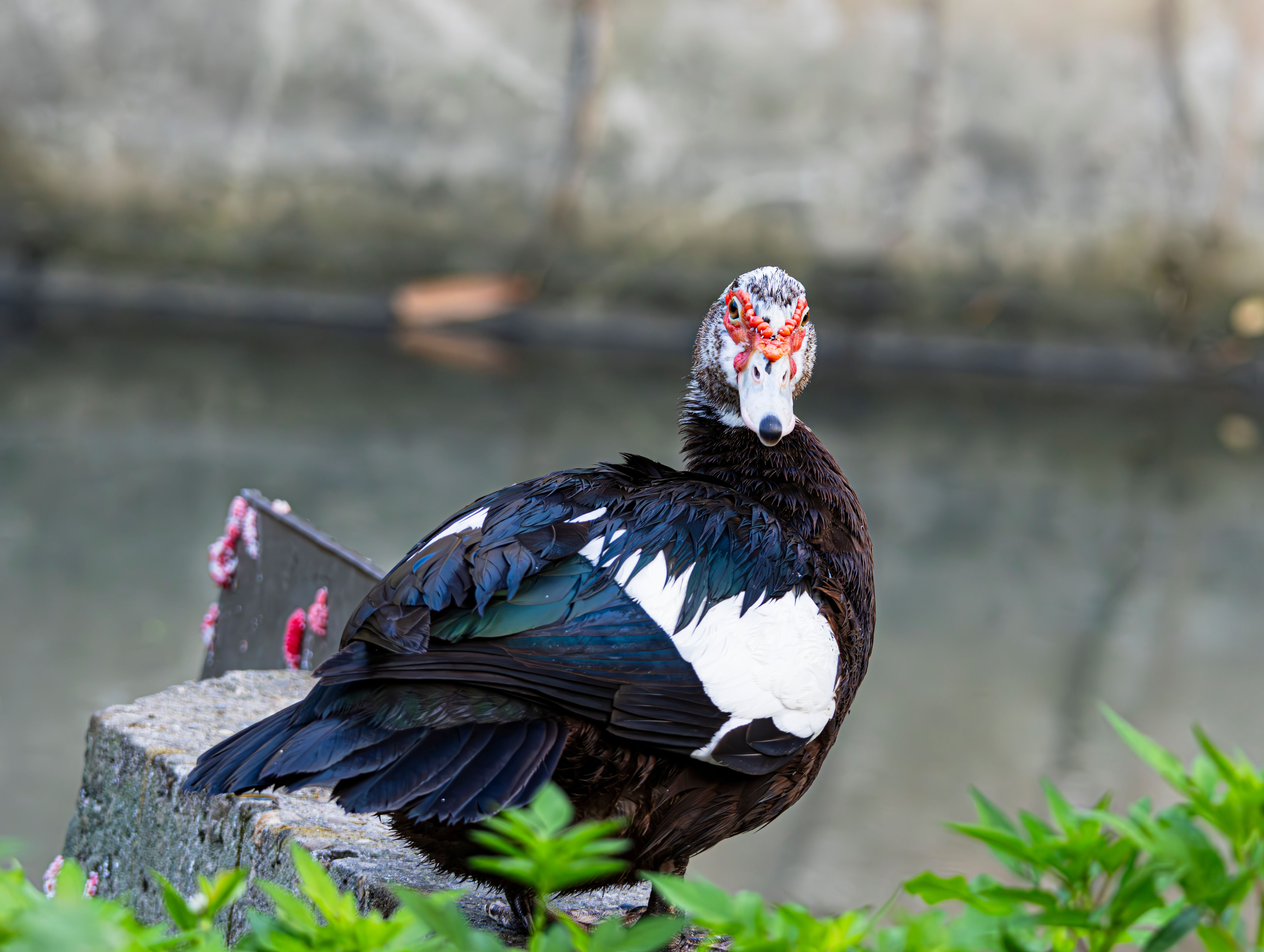 Close-up of a Muscovy Duck by a Pond · Free Stock Photo