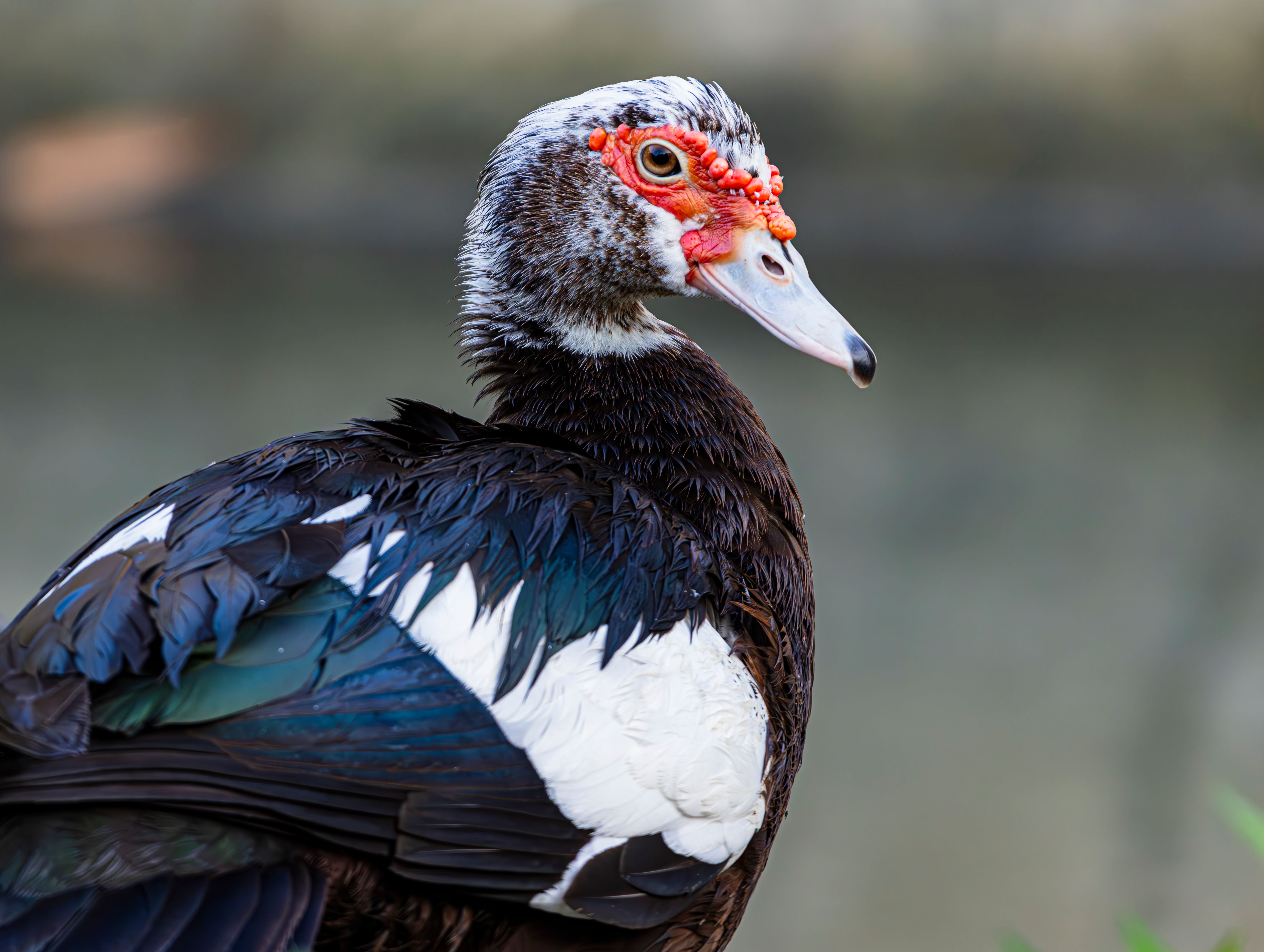 Close-up of a Muscovy Duck with Vibrant Plumage · Free Stock Photo