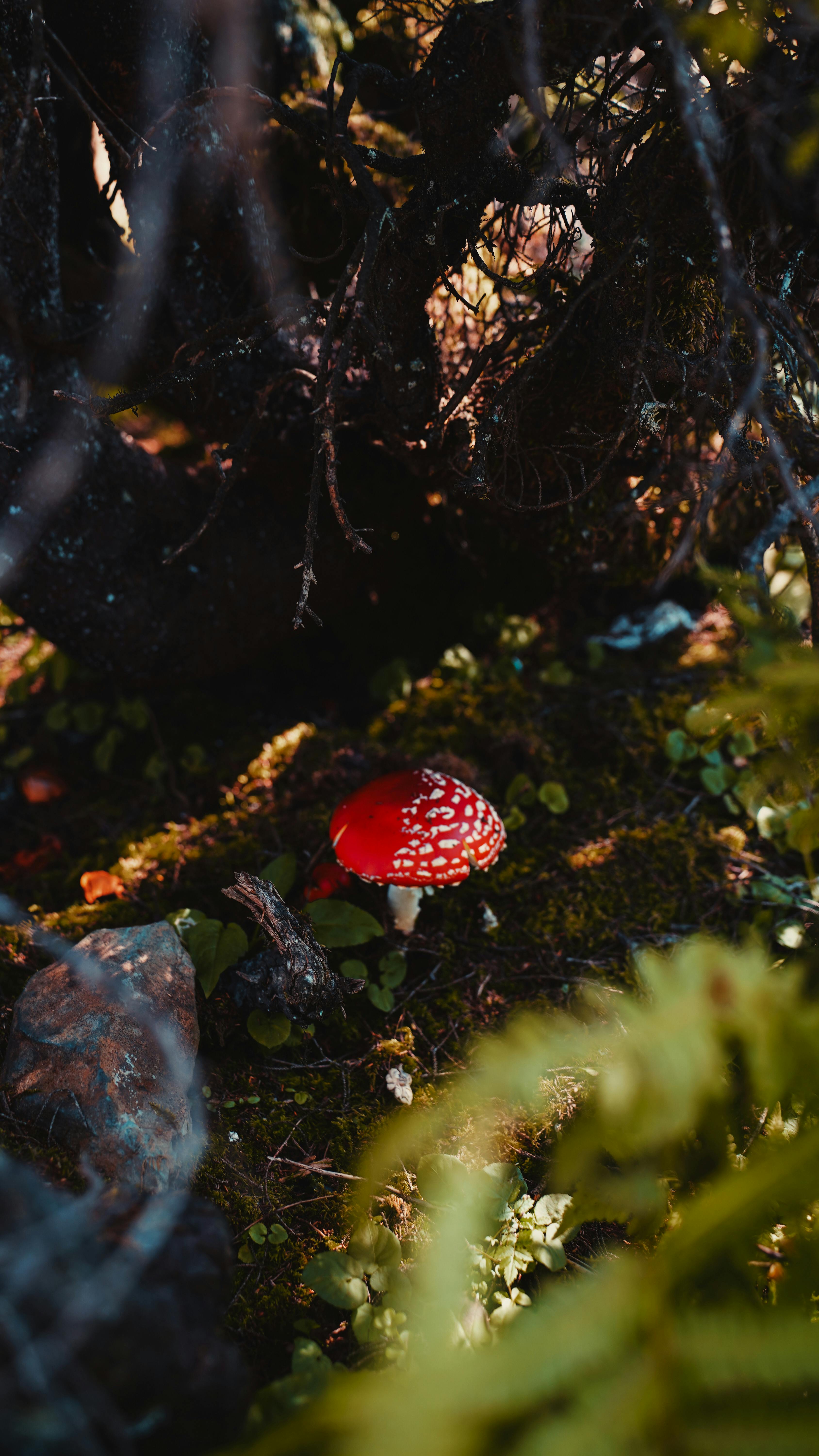 Enchanted Photos, Download The BEST Free Enchanted Stock Photos & HD Images