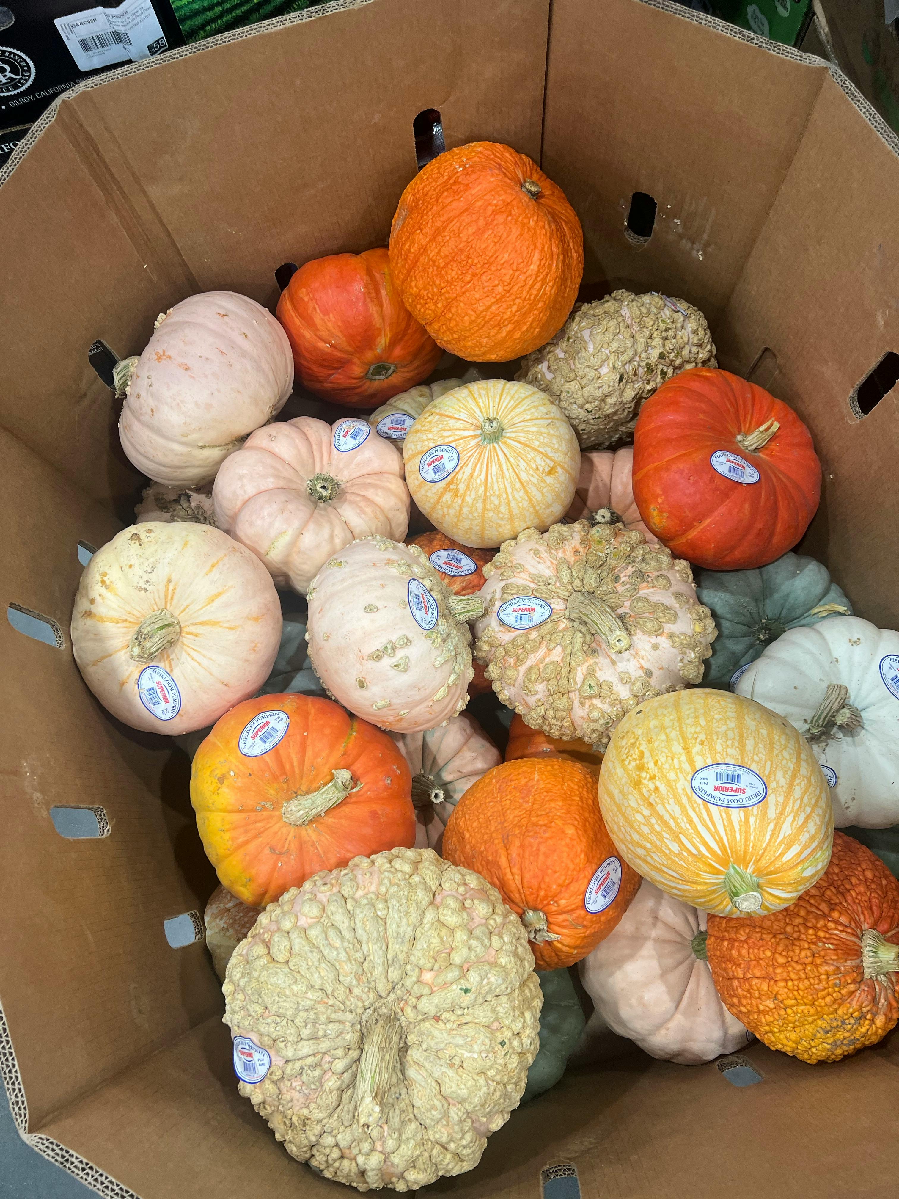Assorted Decorative Gourds in Cardboard Box · Free Stock Photo