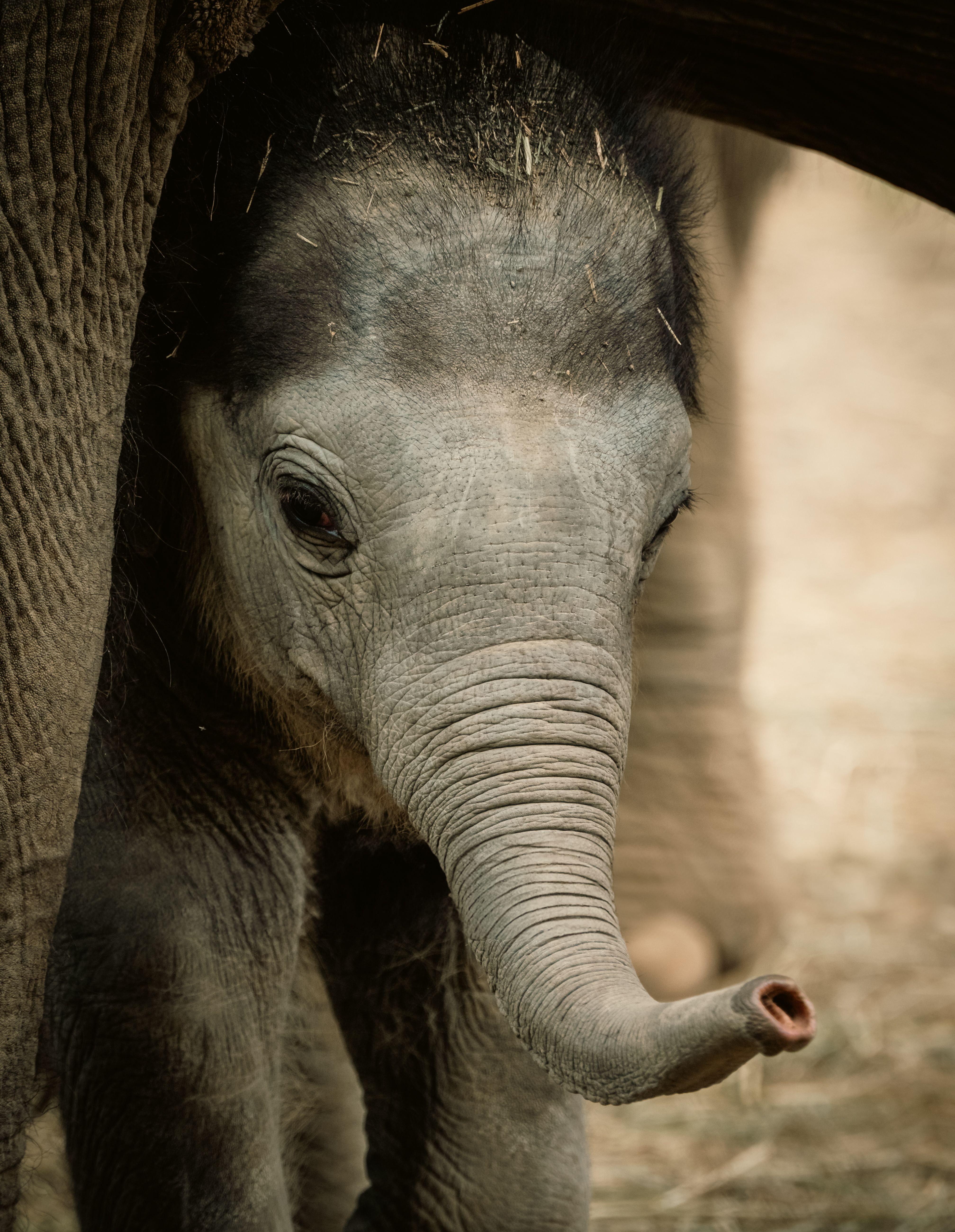 Cute Elephant Photos, Download The BEST Free Cute Elephant Stock Photos ...