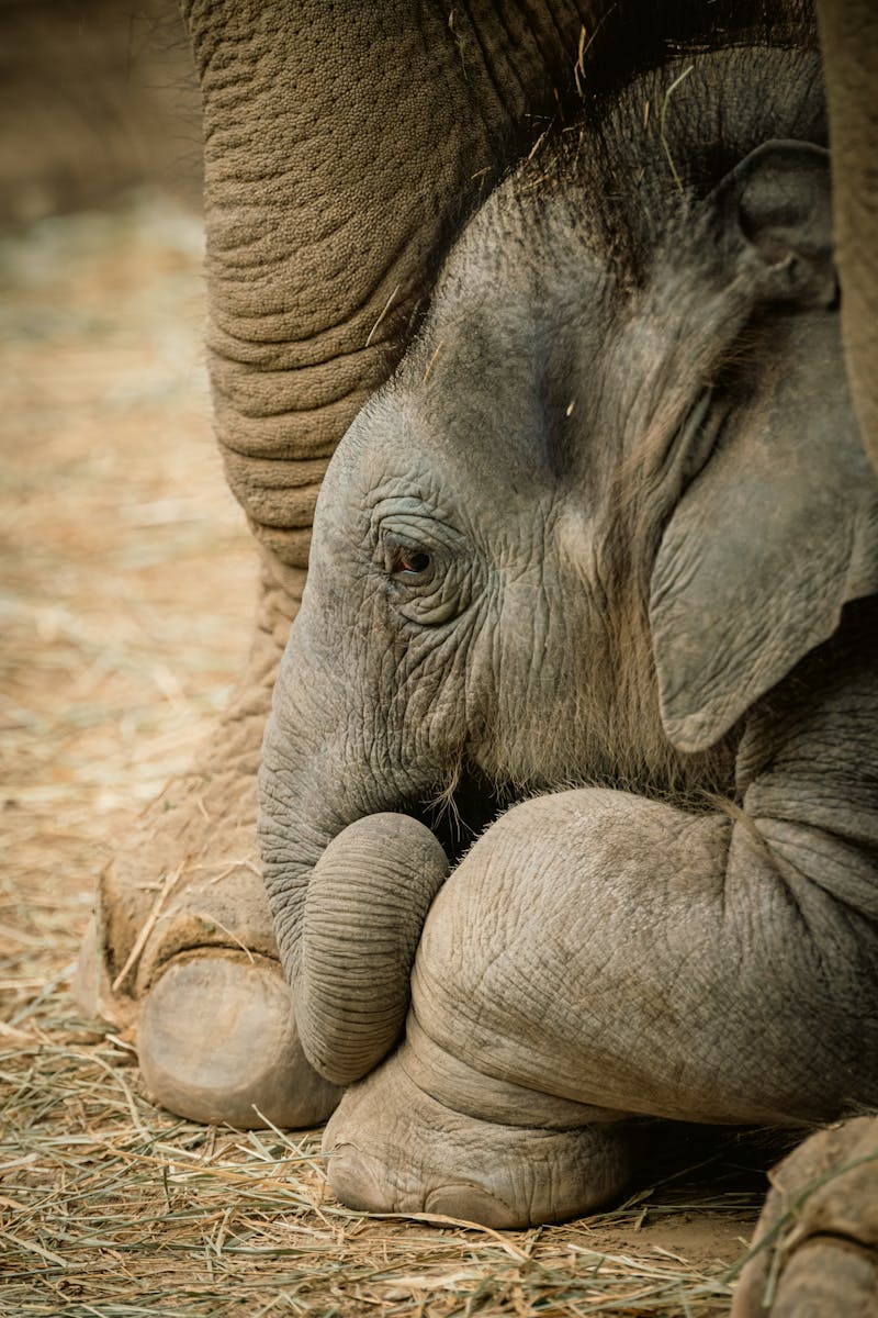 Cute Elephants Photos, Download The BEST Free Cute Elephants Stock ...
