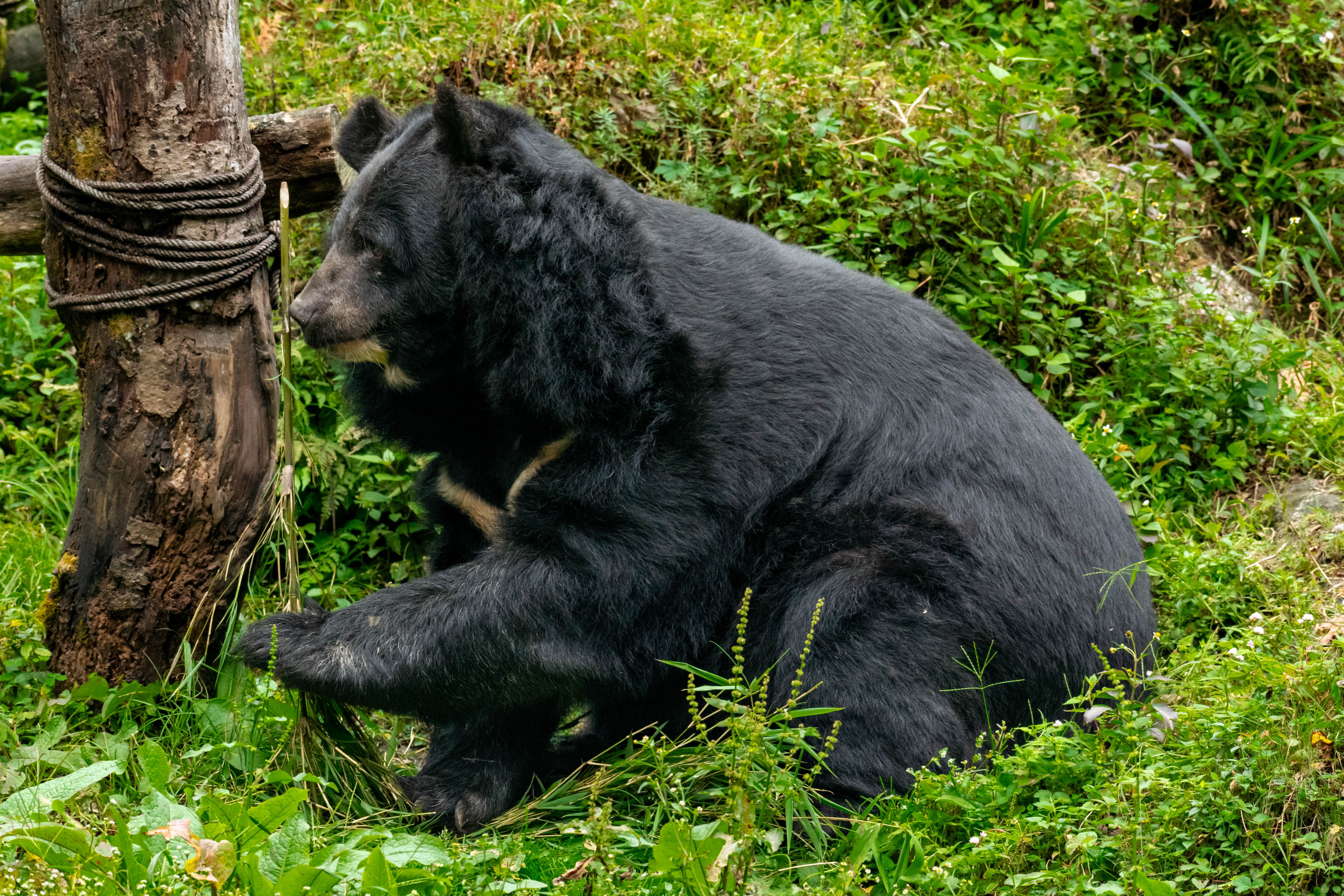 Asiatic Black Bear In Darjeeling Forest Habitat Free Stock Photo