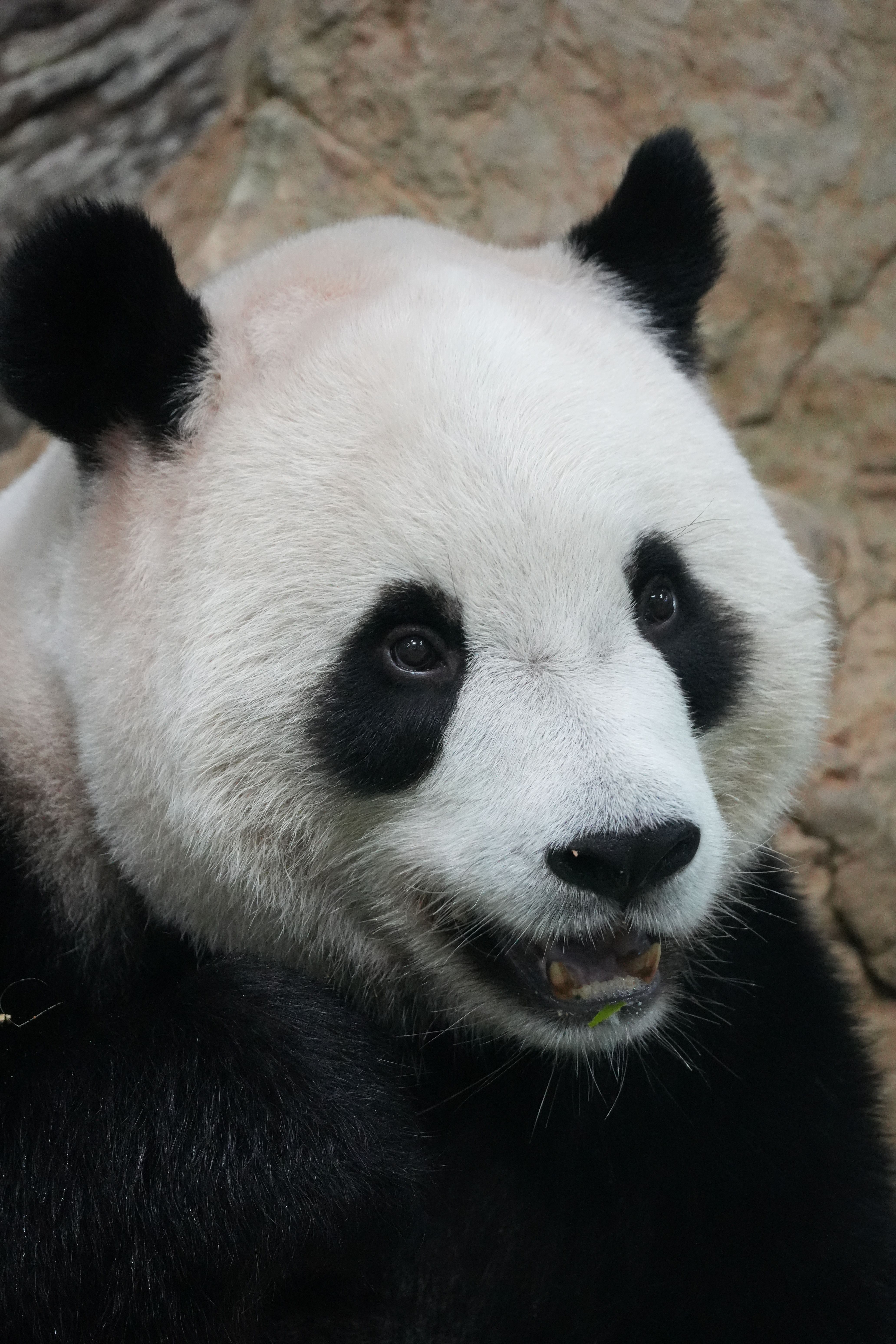 Close-up of a Smiling Giant Panda · Free Stock Photo